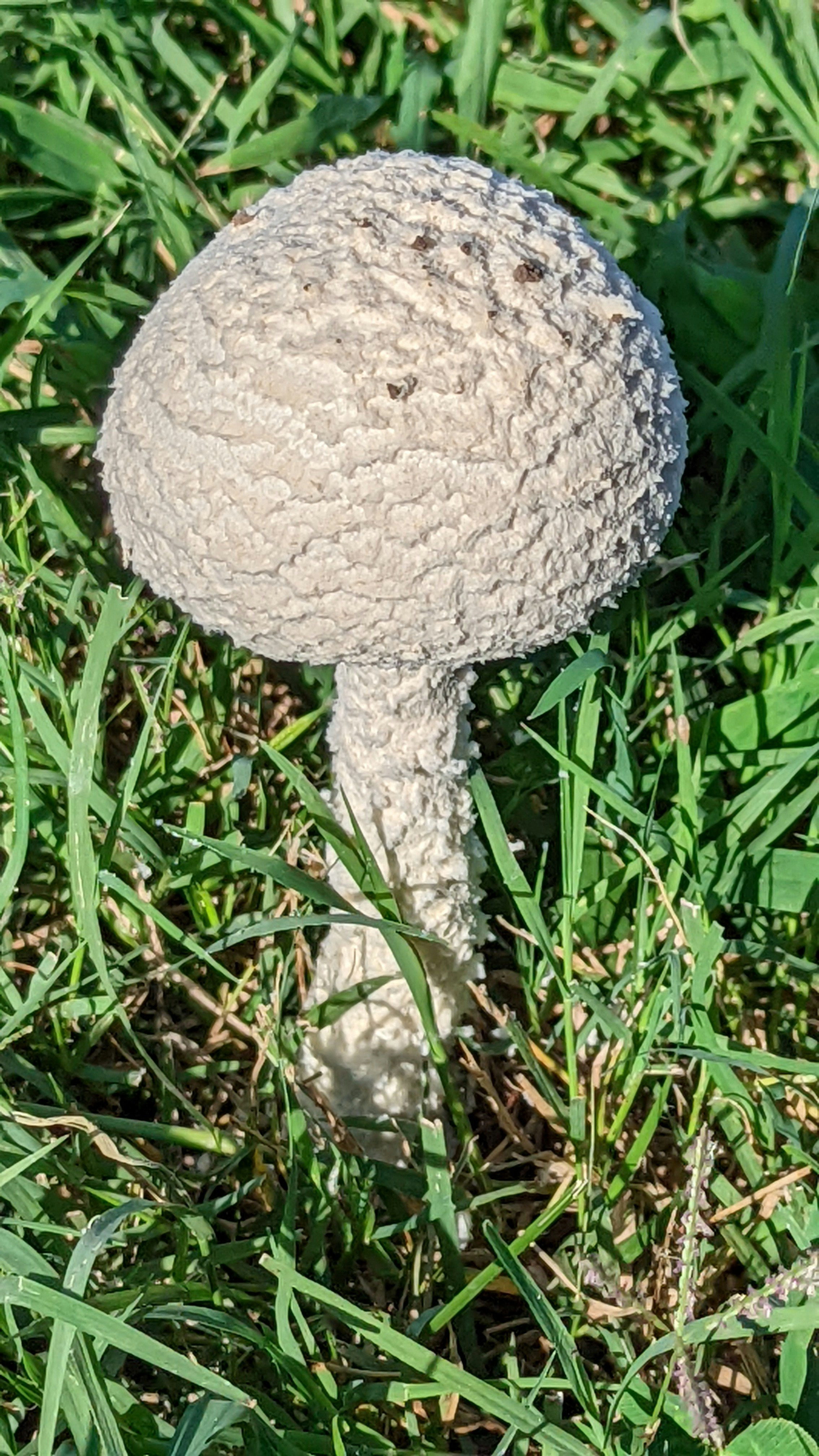 a mushroom growing in the grass