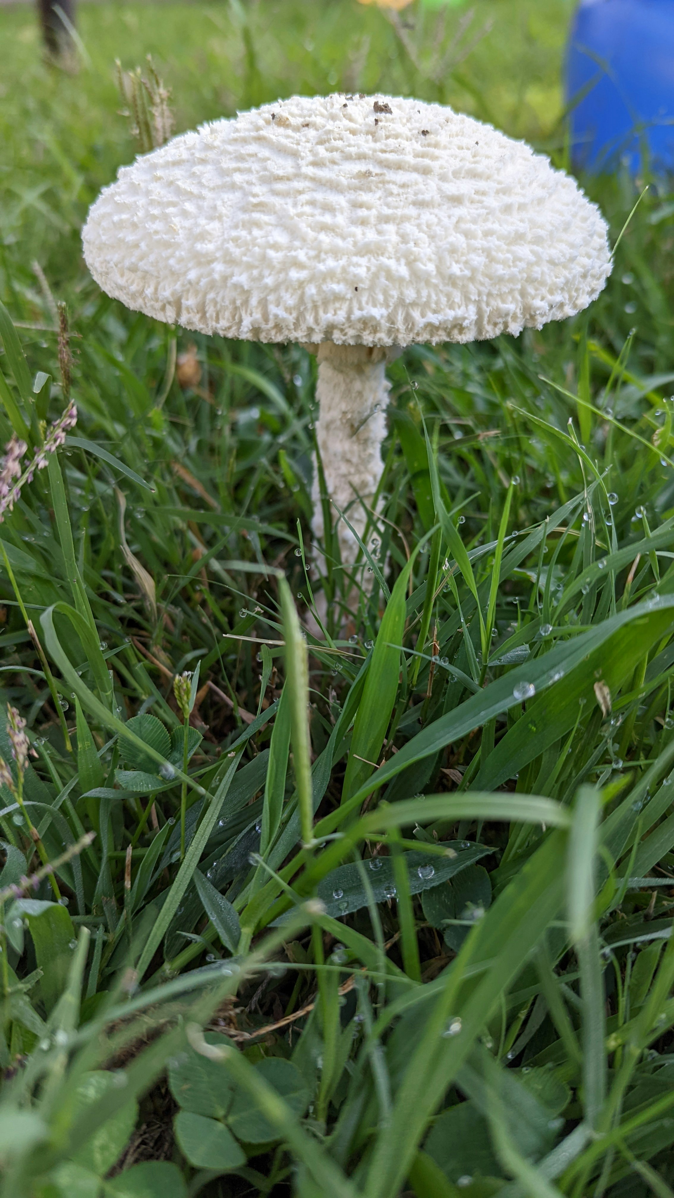 A large, textured white mushroom stands tall amidst lush green grass, adorned with droplets of water. The scene captures the delicate details of nature's design.