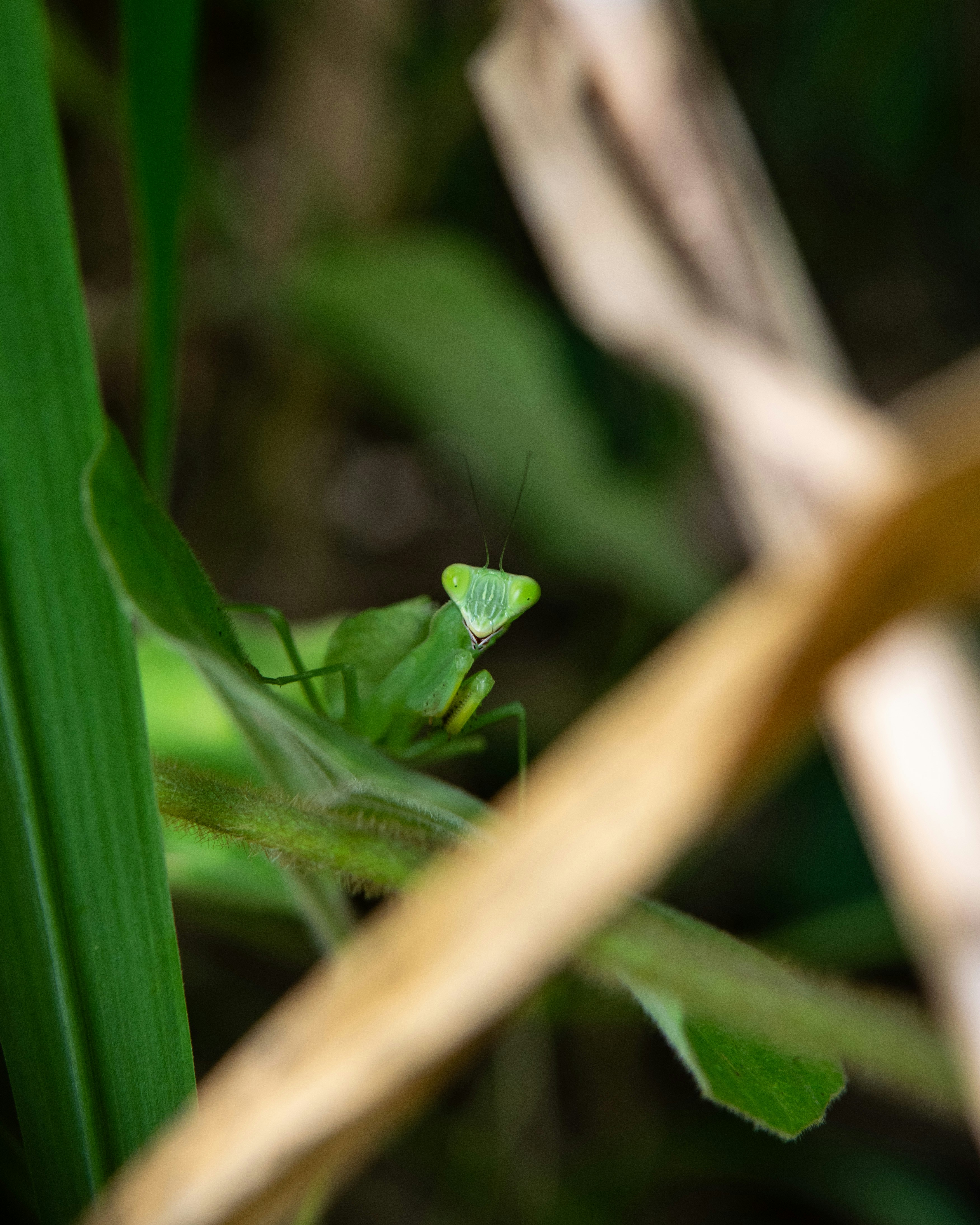 A green insect on a leaf photo – Free Cameroon Image on Unsplash