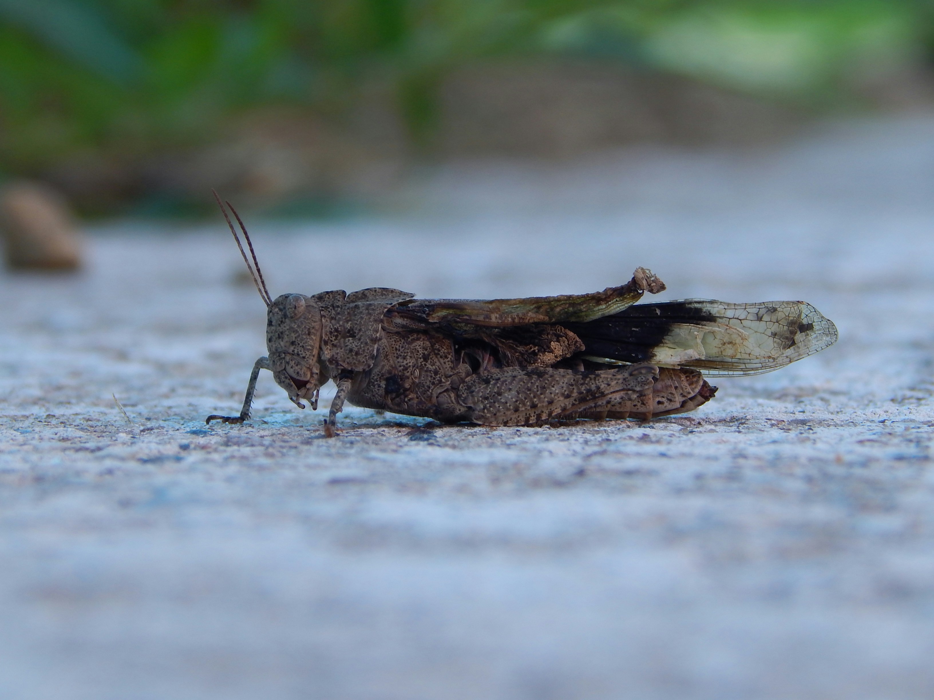 Close-up of a grasshopper resting on a textured surface, showcasing its intricate body details and natural camouflage.
