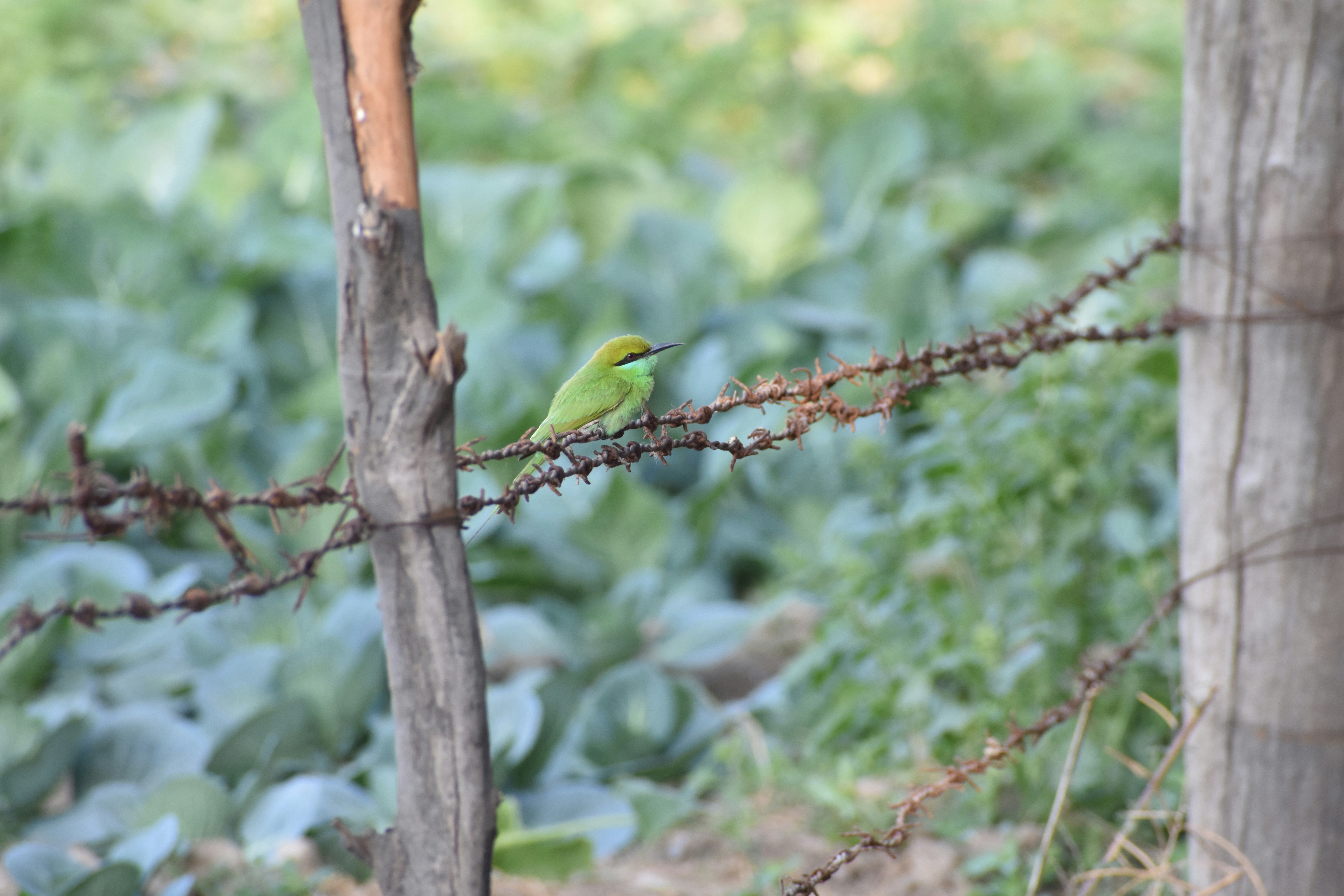 Emerald Perch on Rusted Barbed Wire Between Weathered Posts