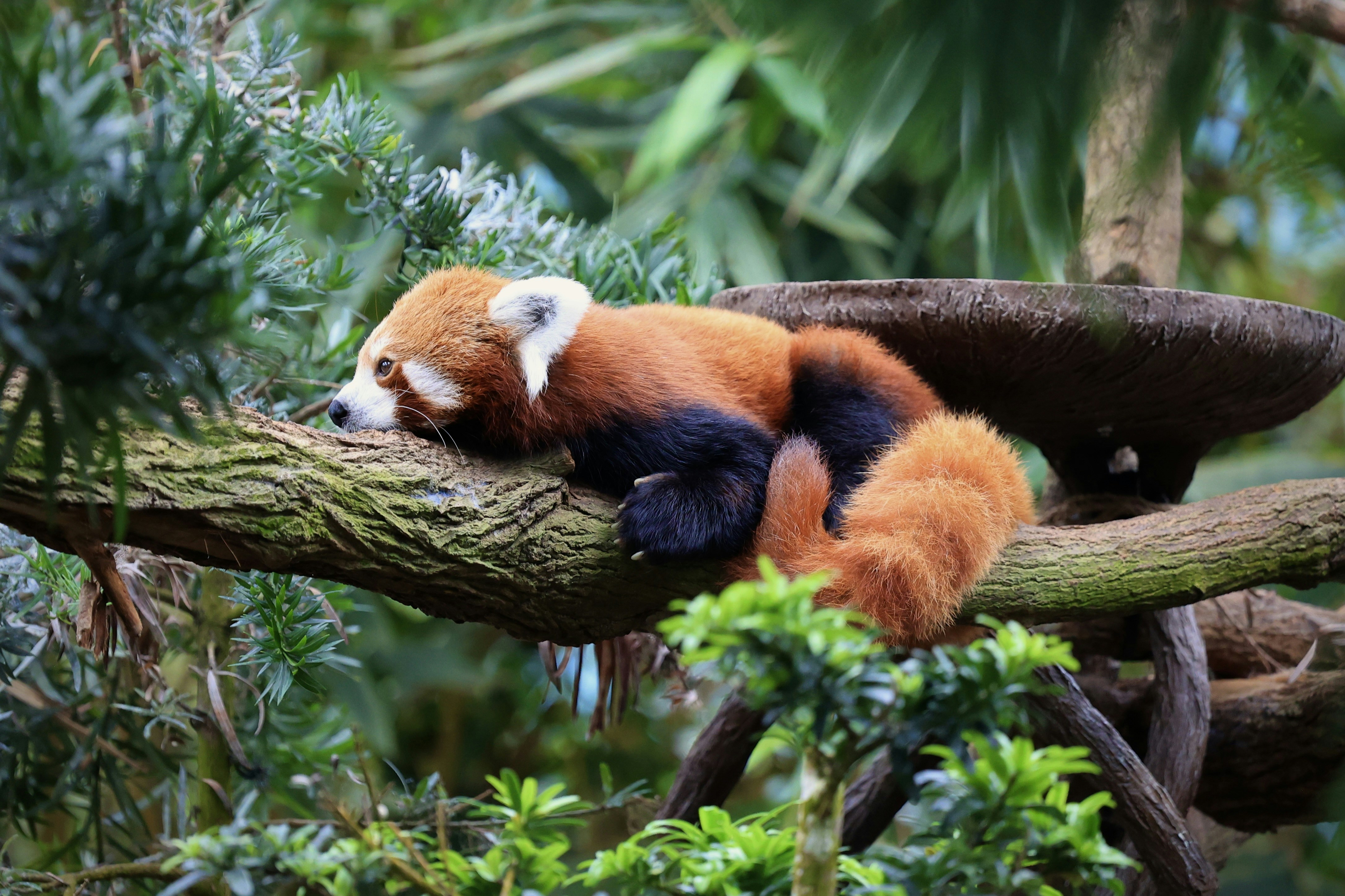 Mossy Branch Reverie: A Red Panda Pauses Amid Lush Greenery
