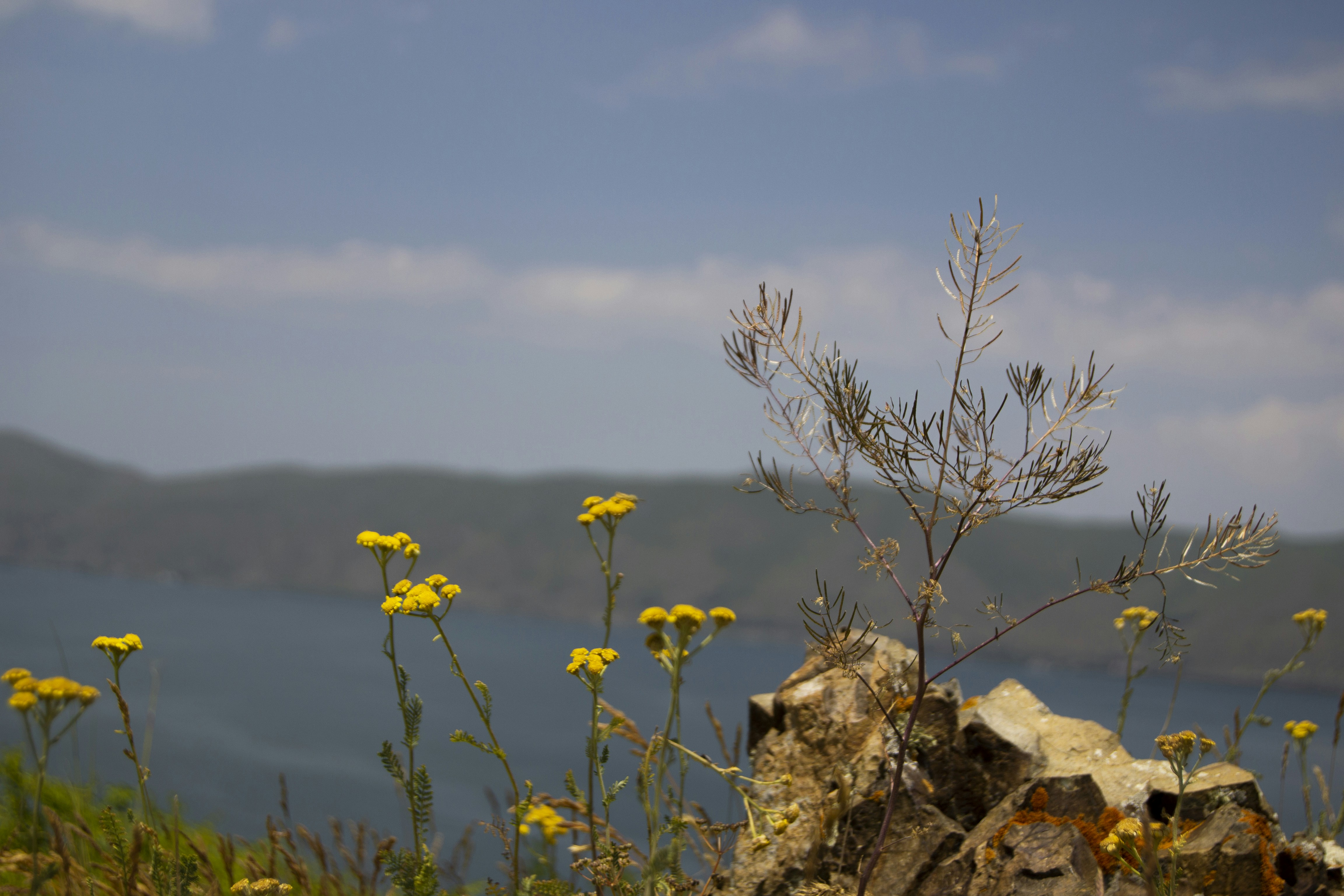 Yellow flowers on the mountain lake background