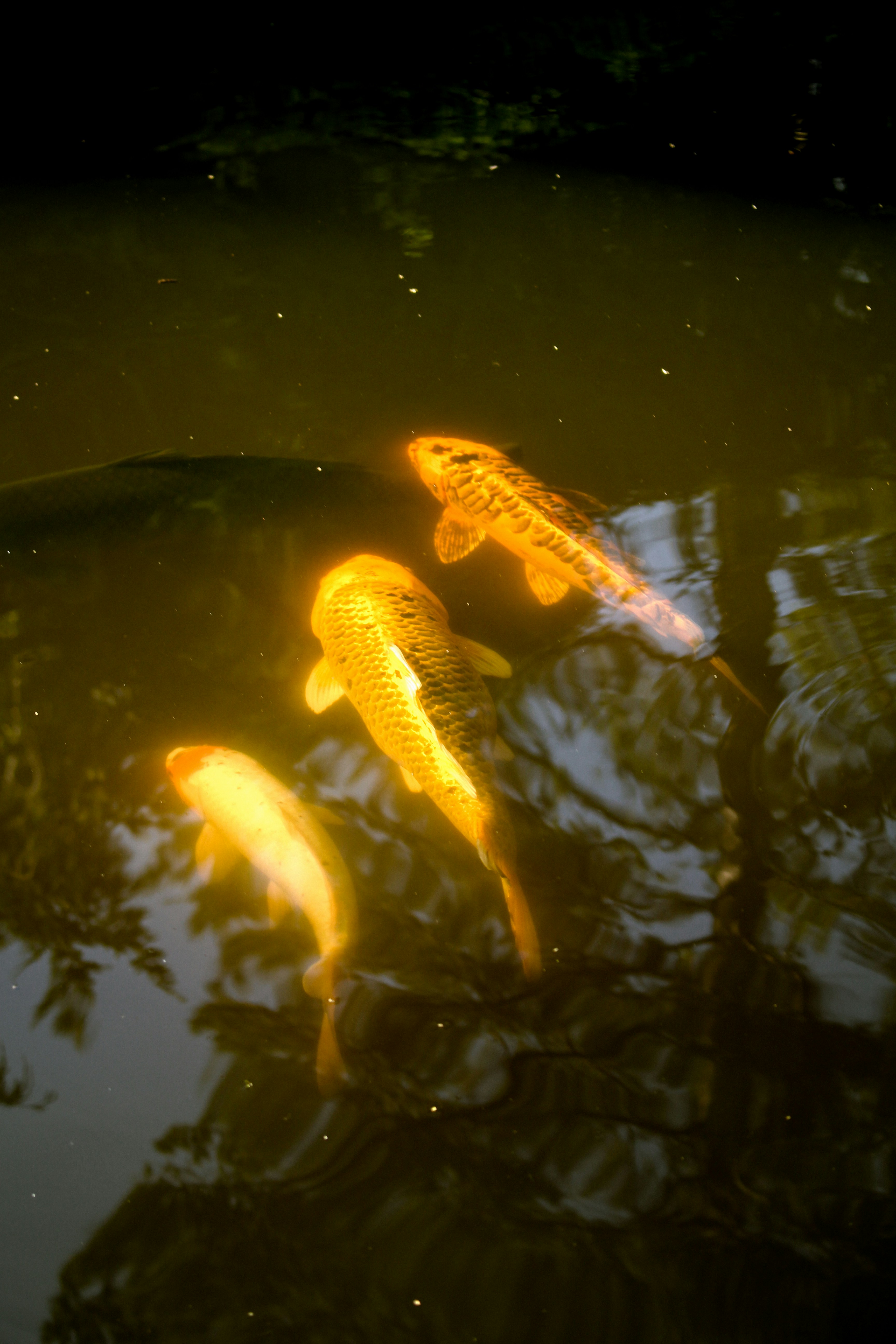 Fishes in the water.