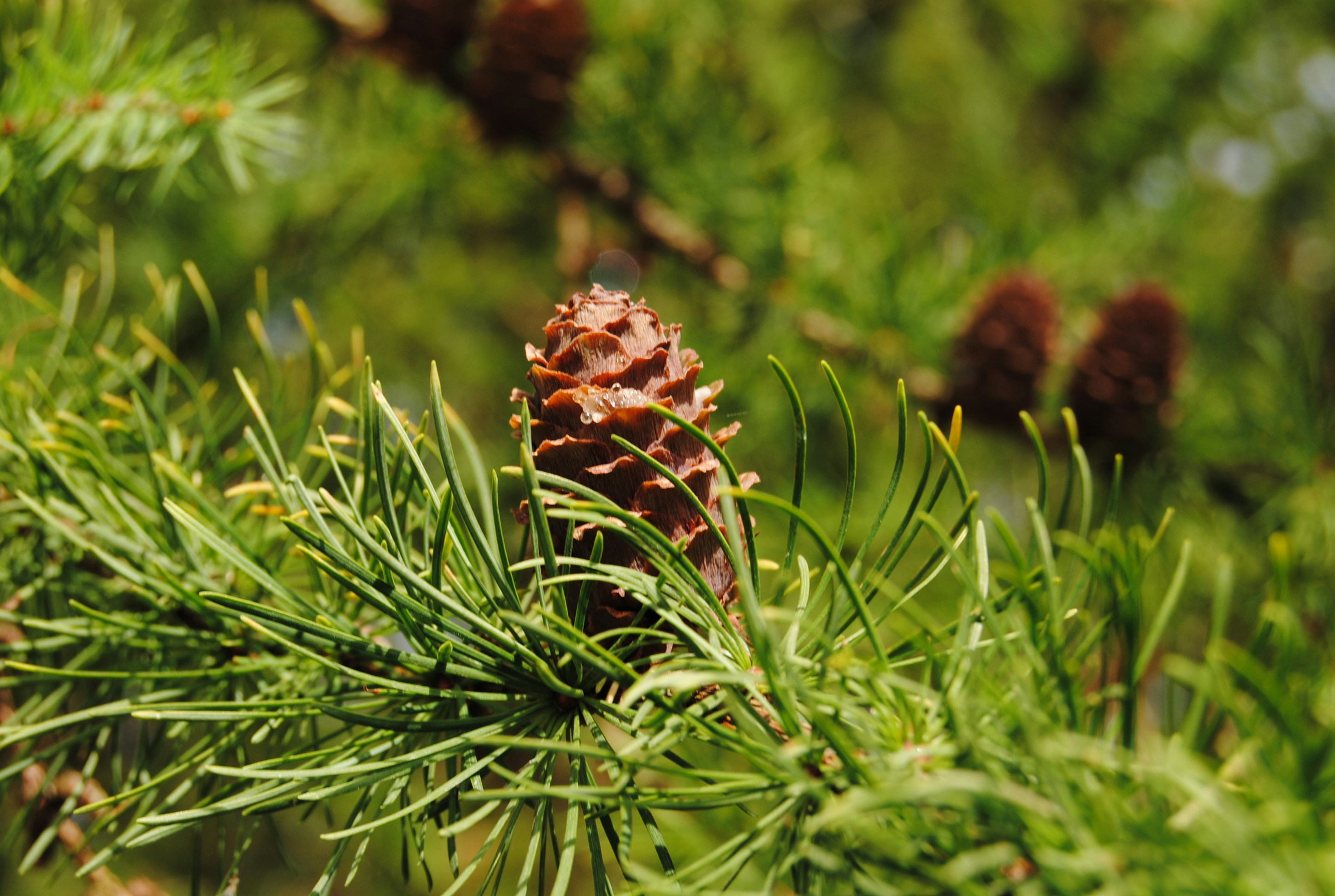 a close up of a pinecone