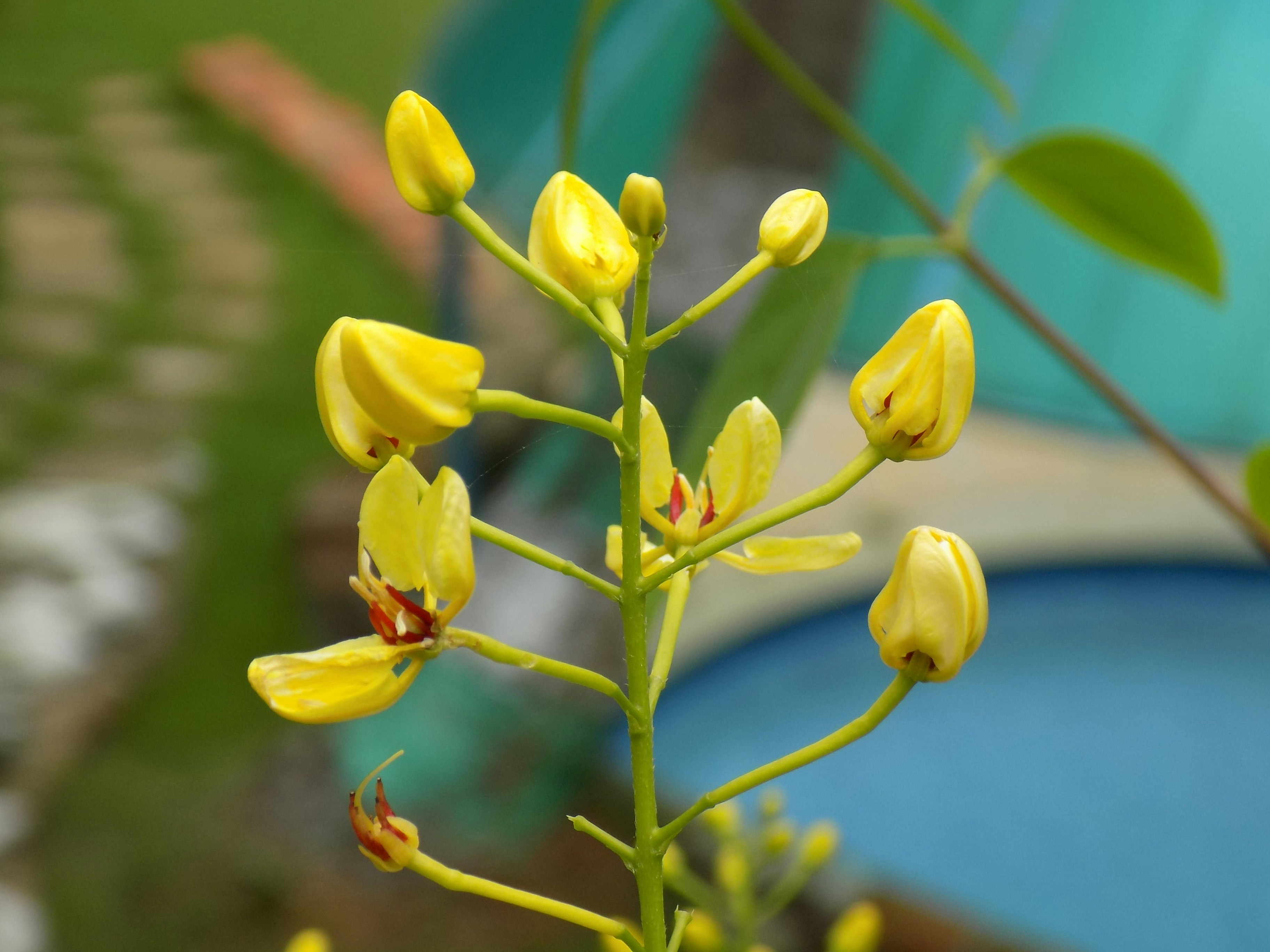 Close-up of yellow flower buds with a soft focus background of greenery and blue structure.