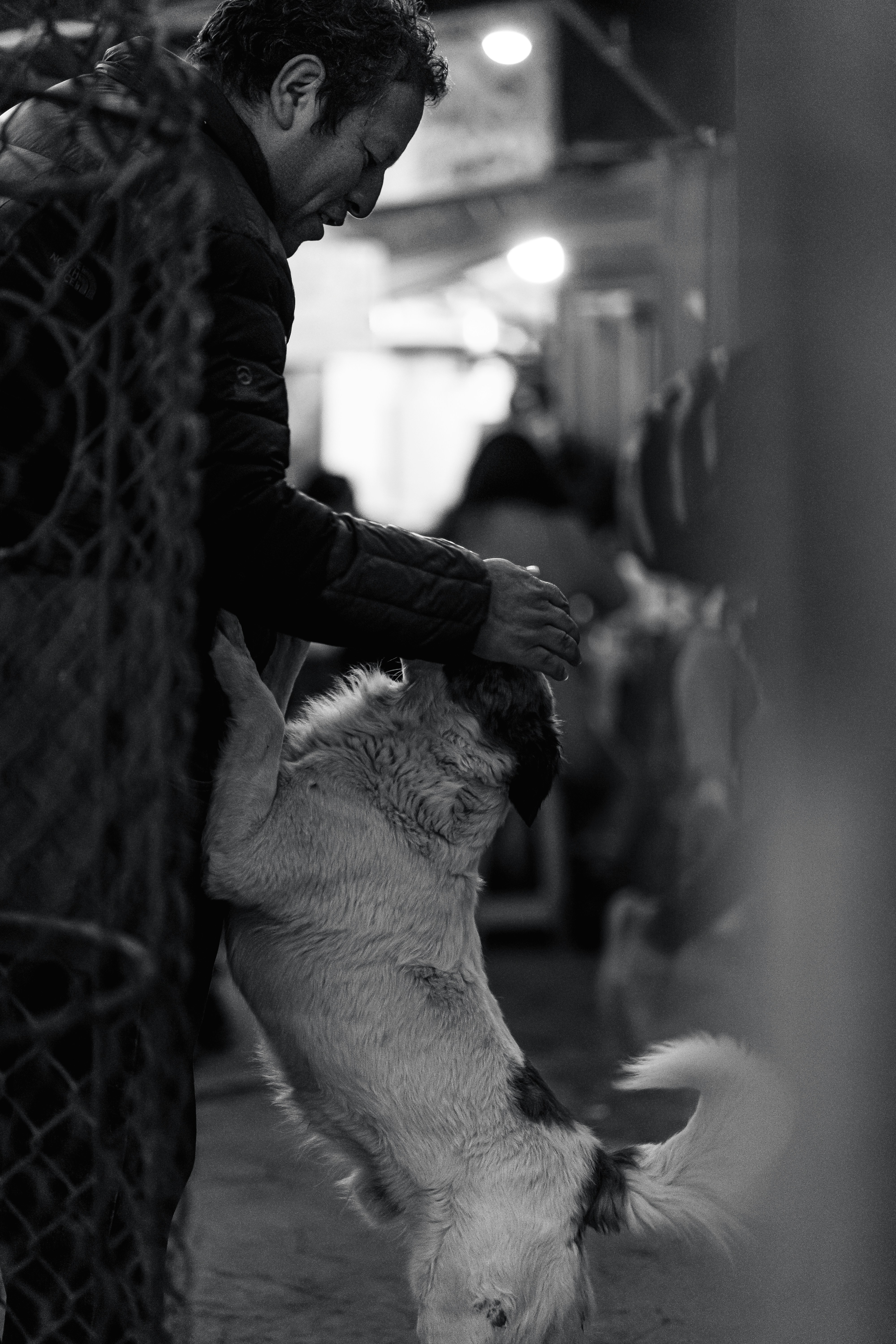 Handshake on the Run: A Dog's Joy in a Quiet Moment