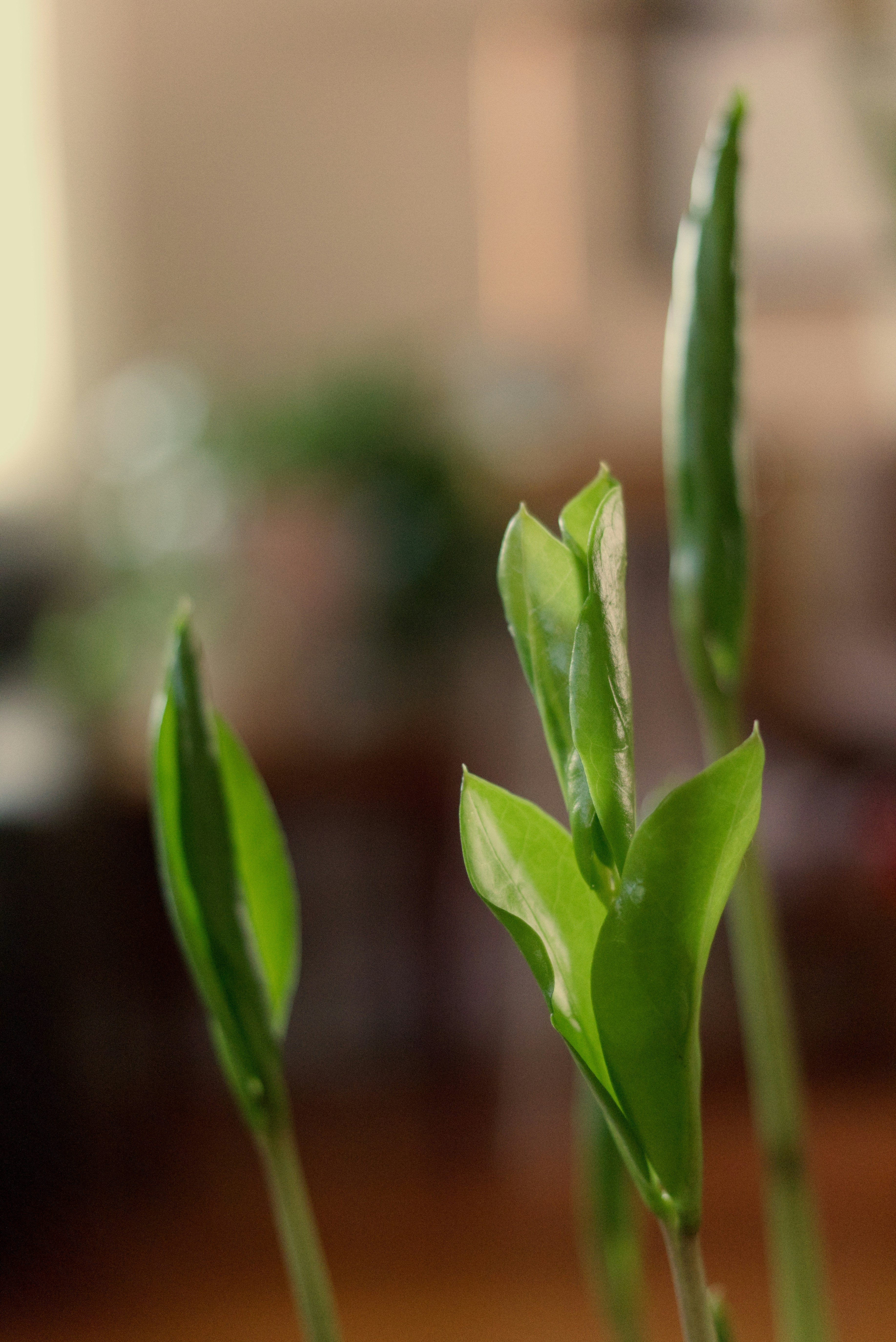 Close-up of fresh green leaves sprouting from stems, showcasing the vitality of new growth. Soft focus background enhances the subject's prominence.