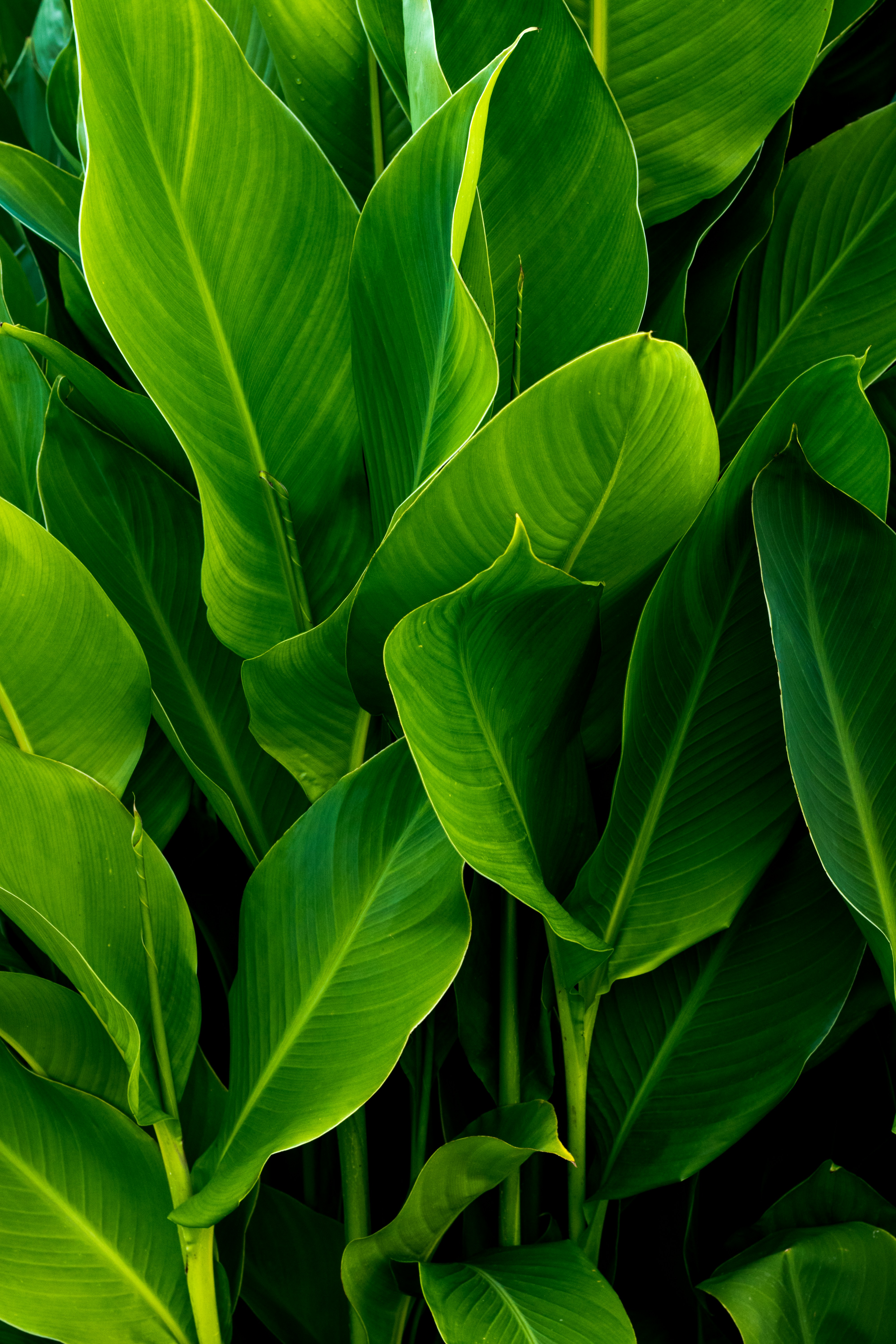 Verdant Convergence: A Dense Tangle of Banana-Like Leaves