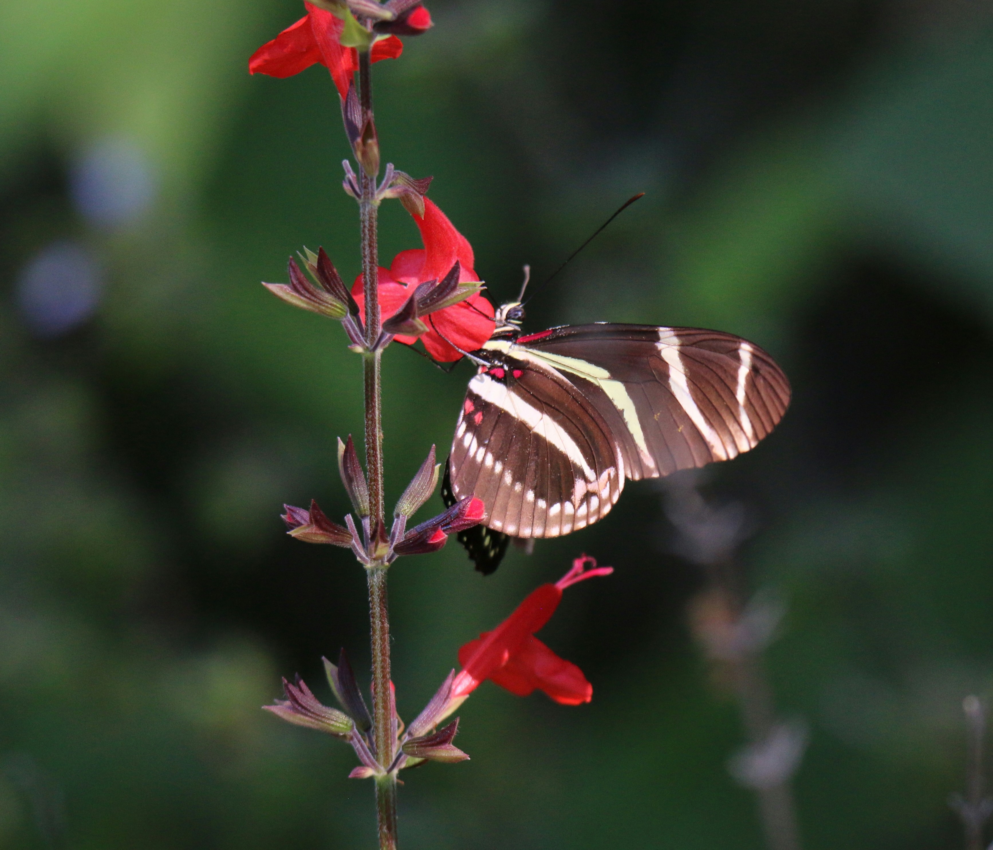 Zebra-Wing on Crimson Spike: A Quiet Nectar Moment