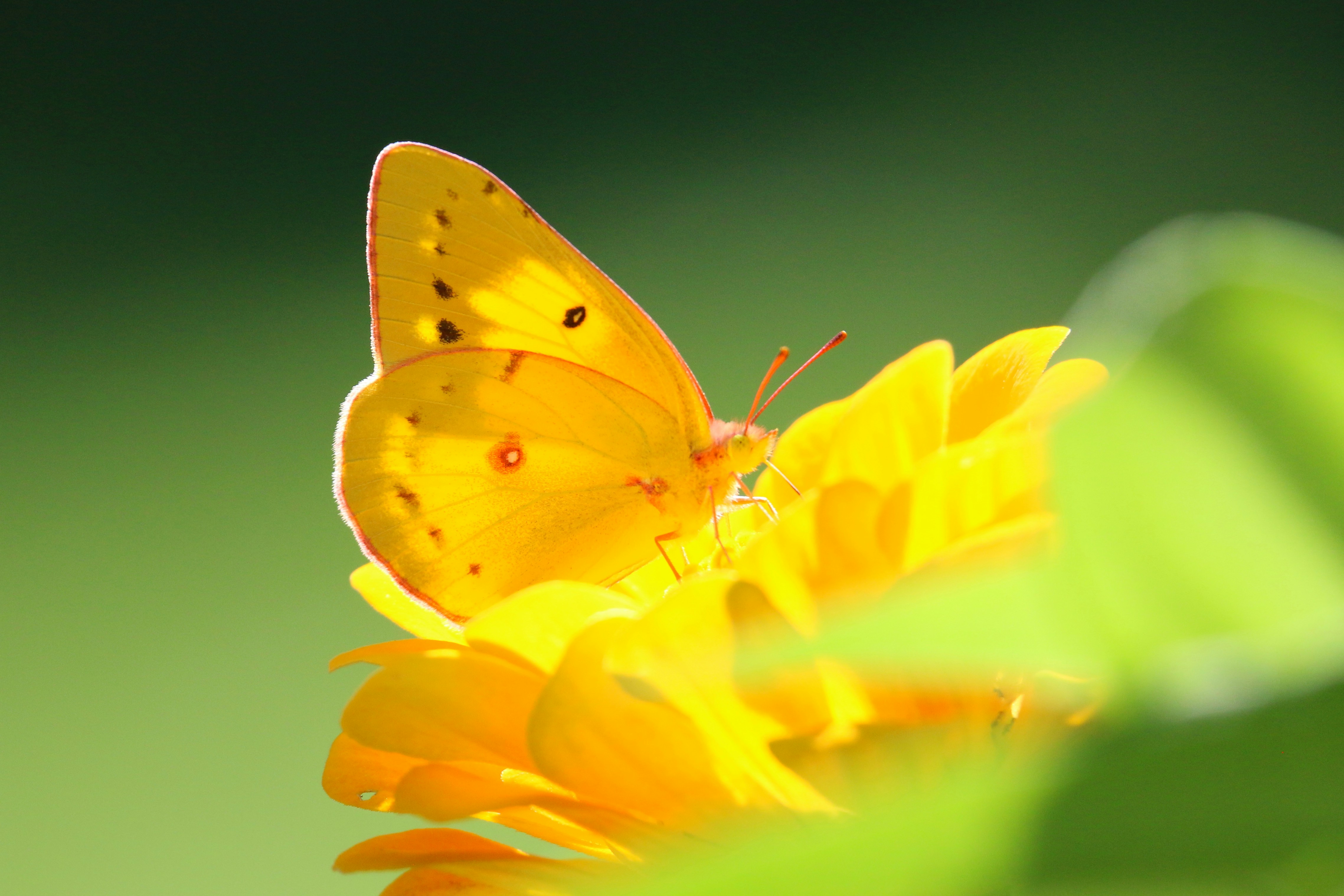 Sunlit Yellow Butterfly on a Golden Bloom