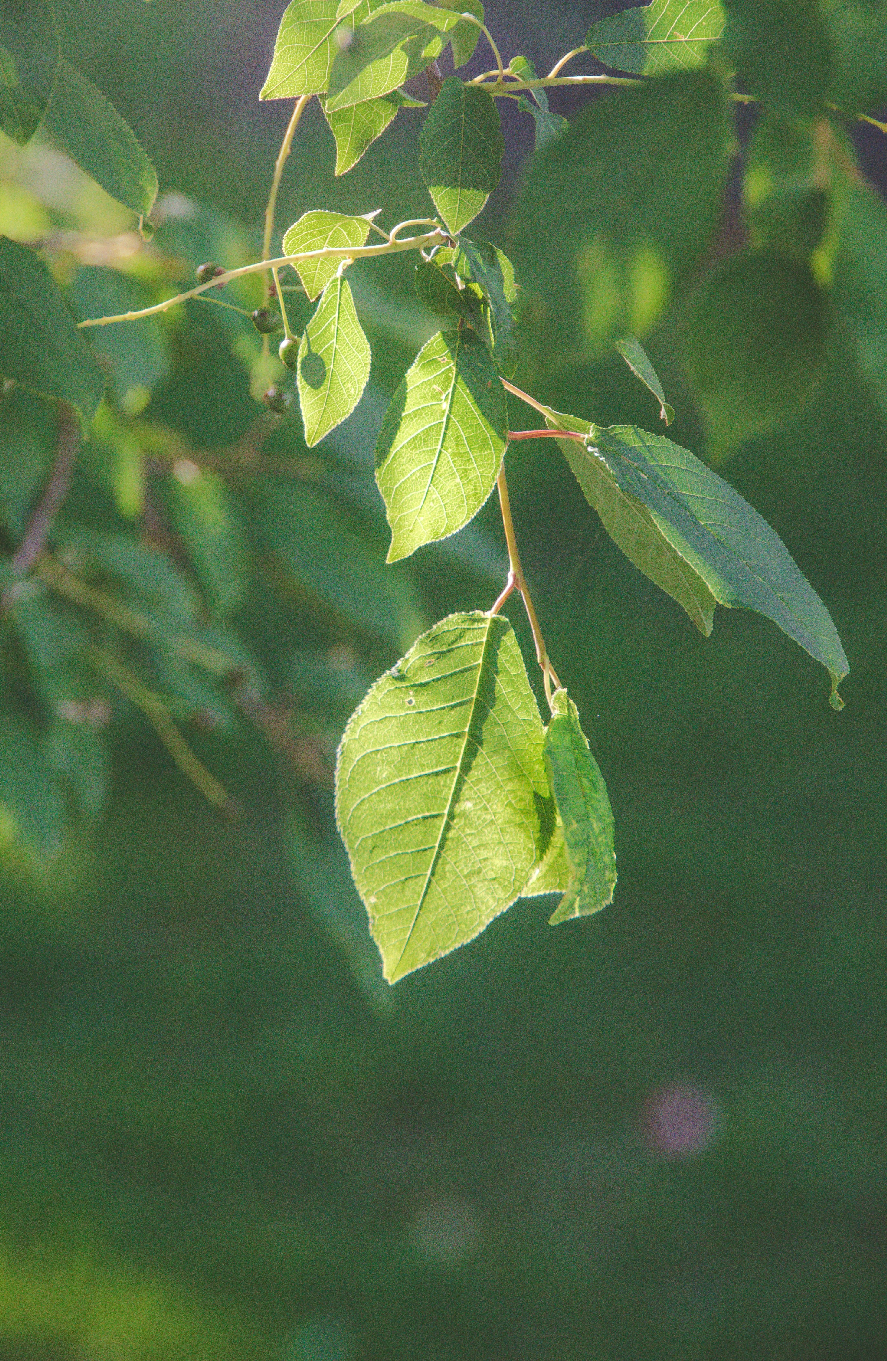 Sunlit green leaves gently swaying in the breeze, capturing the essence of tranquility and growth.