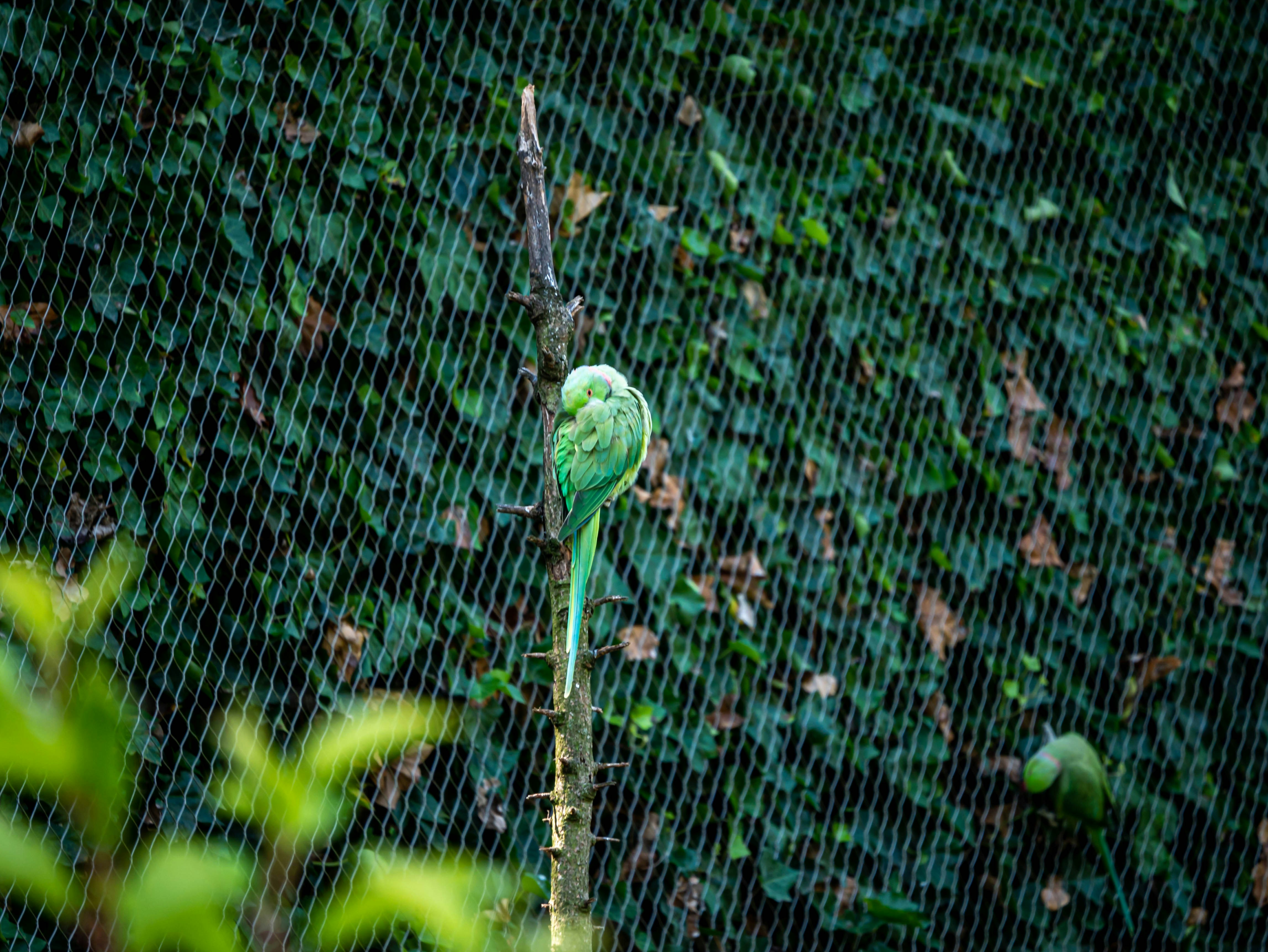 A green lizard on a branch photo – Free Parrot Image on Unsplash