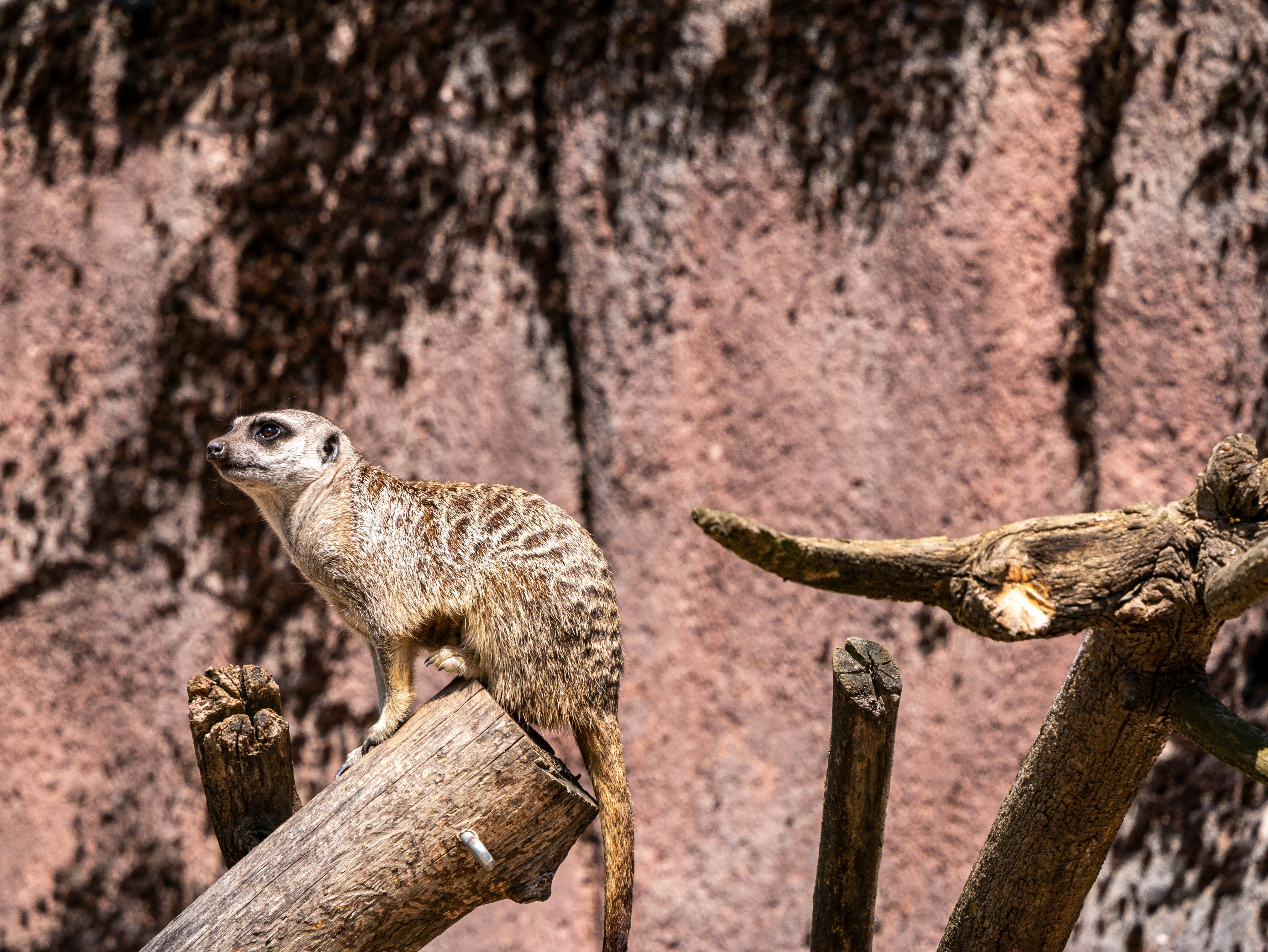 Sentinel on a Log: Meerkat Scans the Pink Wall