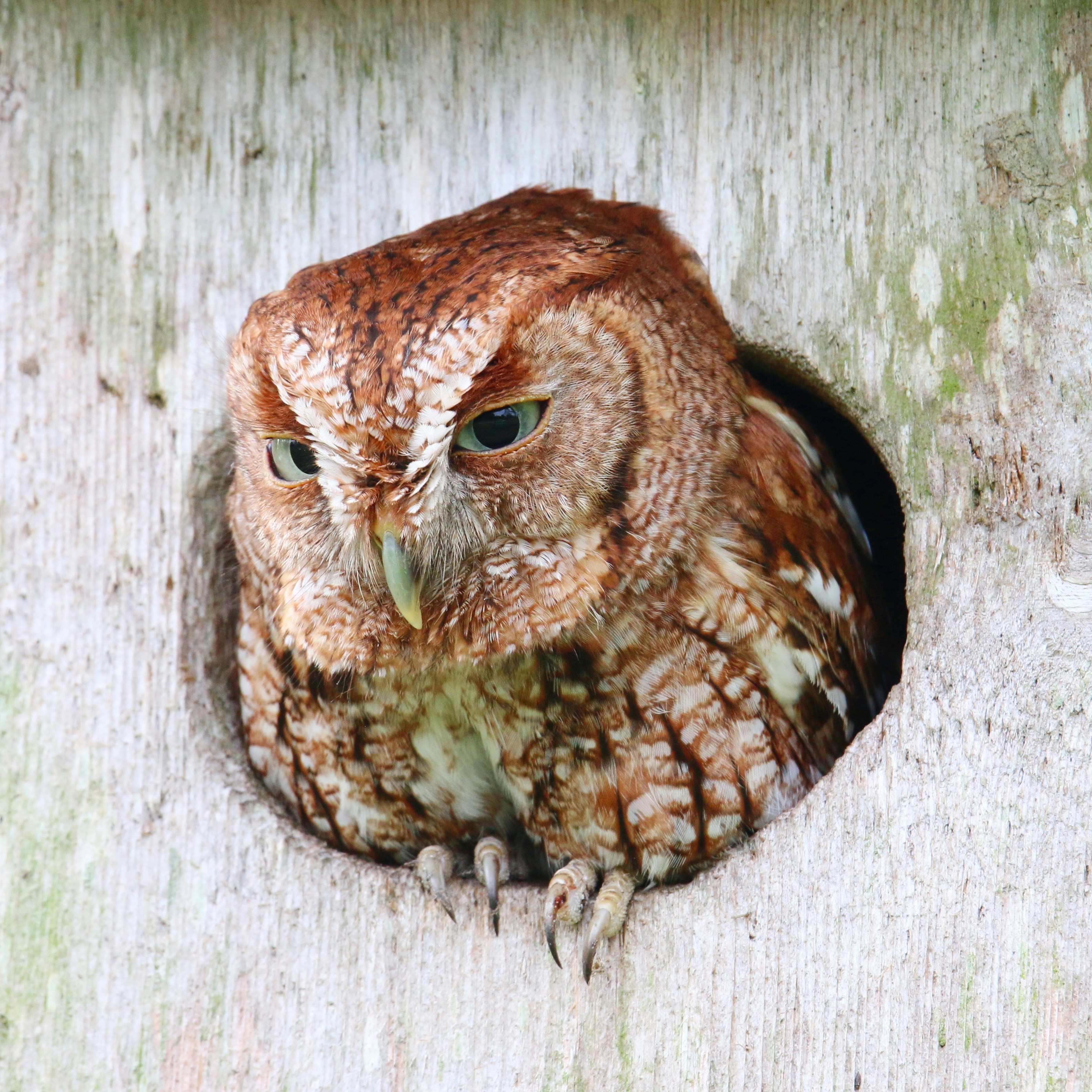 Eastern screech owl peering out from a tree cavity, showcasing its intricate feather patterns and keen expression.