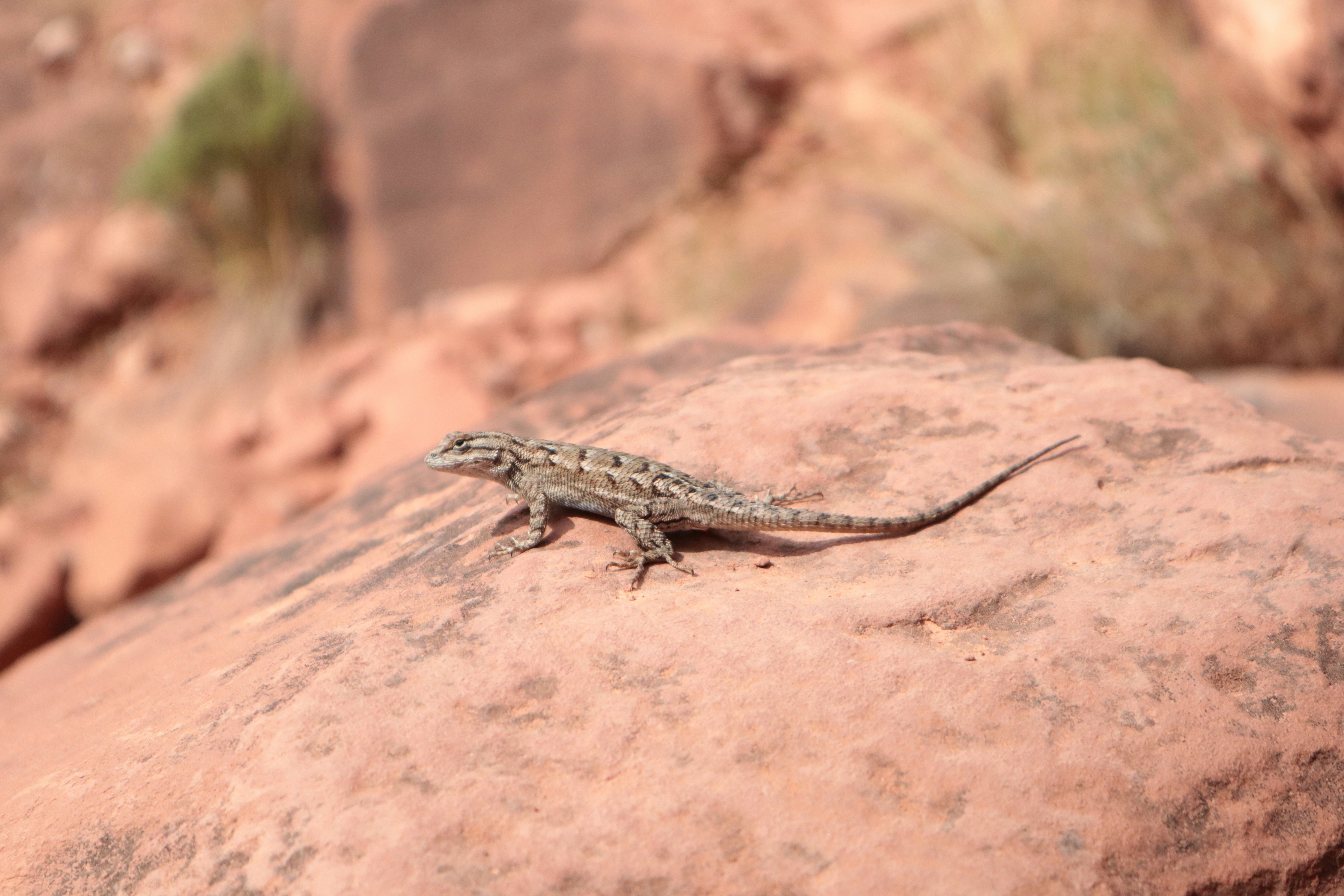 A lizard on a rock photo – Free Zion national park Image on Unsplash