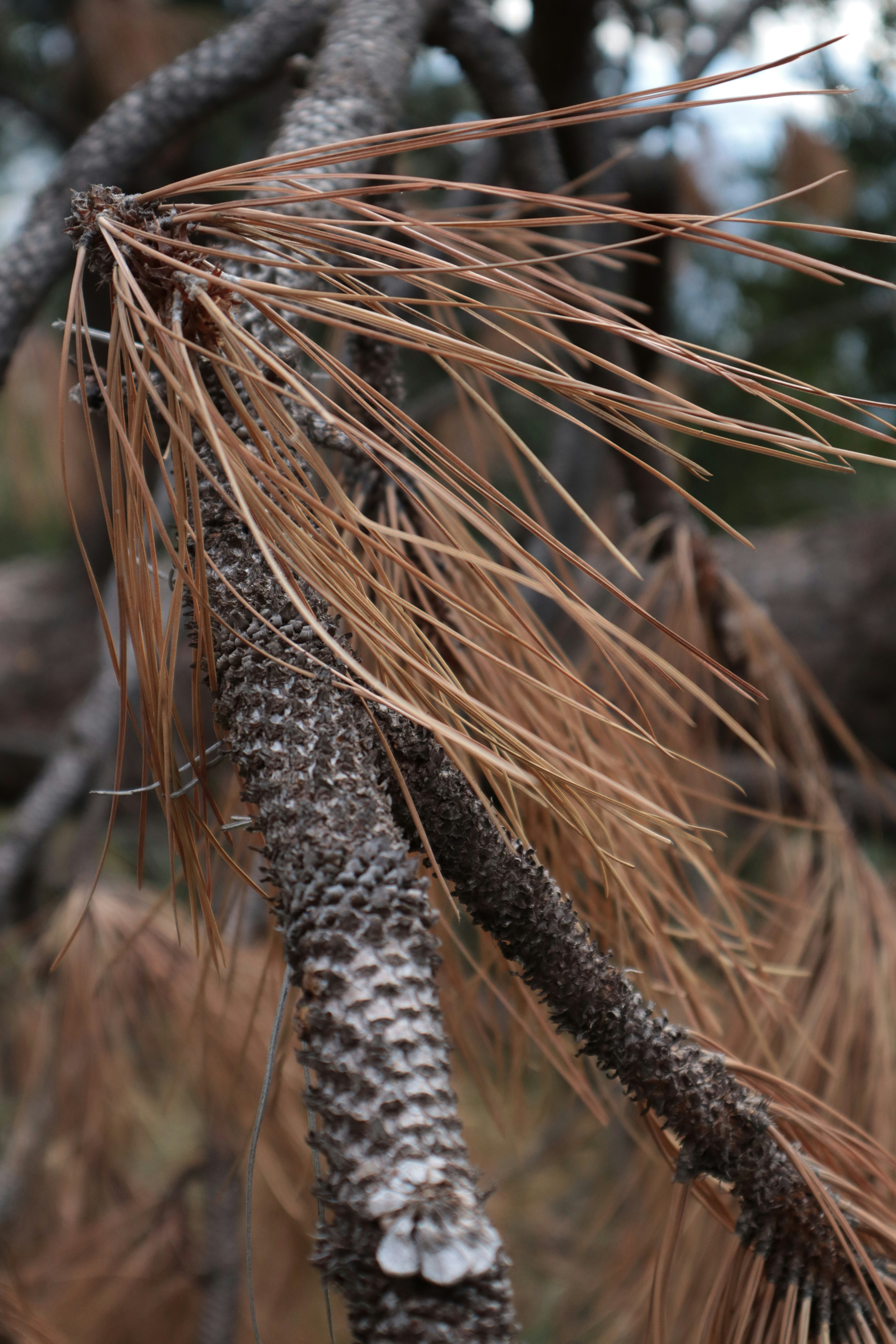 Desiccated Pine Needles Framing a Weathered Branch in Soft Focus