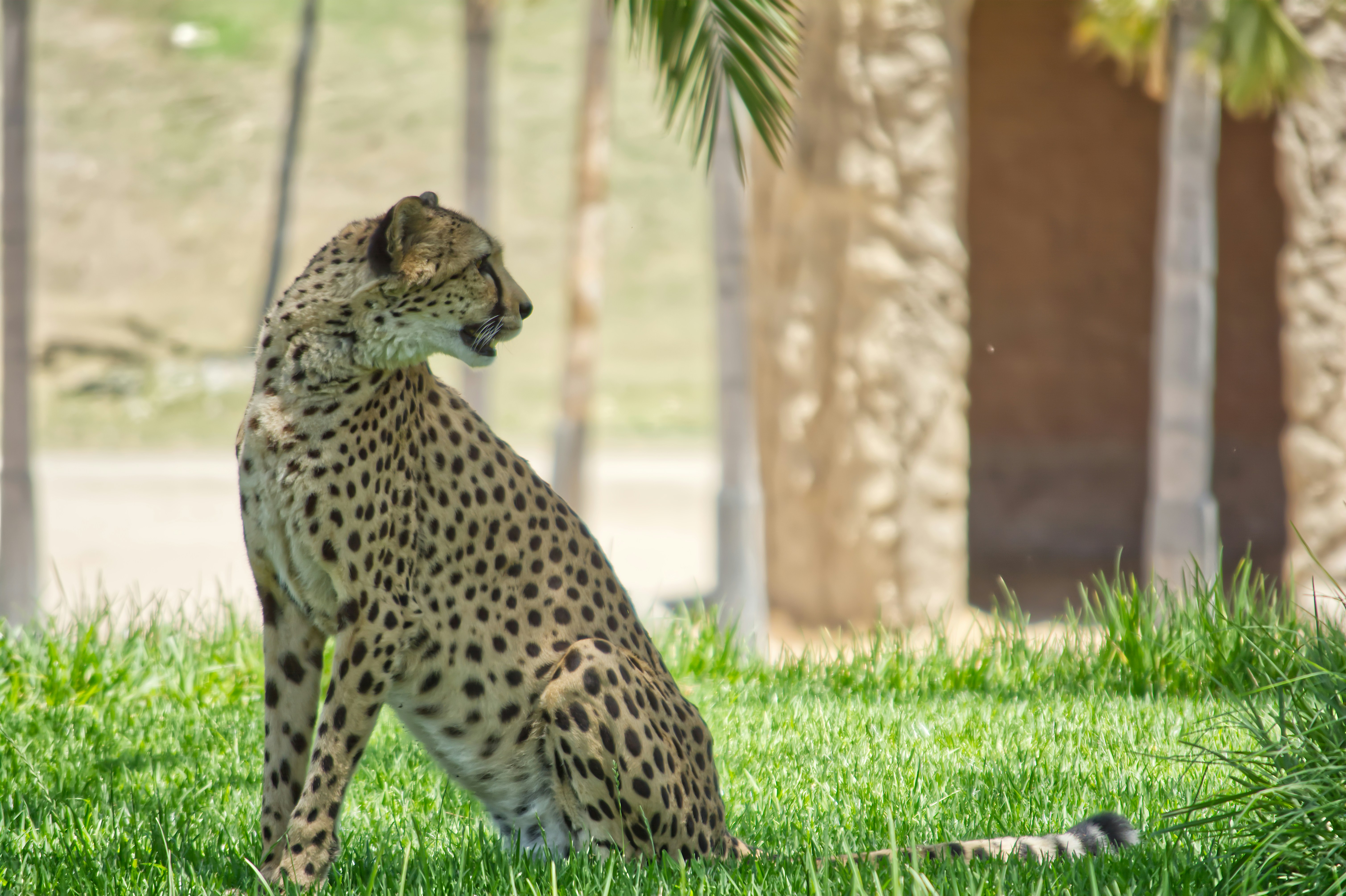 Silent Gaze of the Desert Leopard
