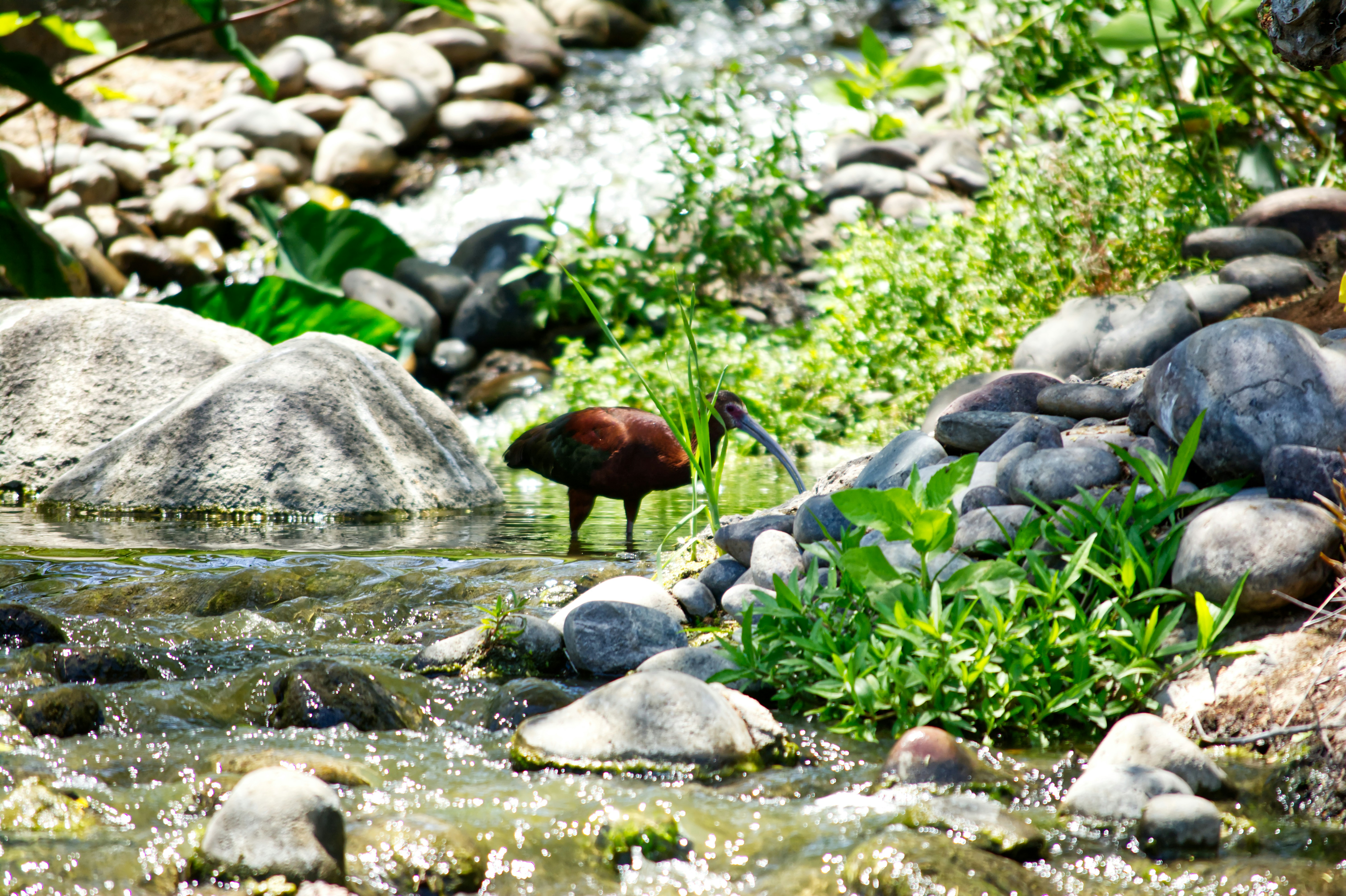 a bird standing on a rock in a stream