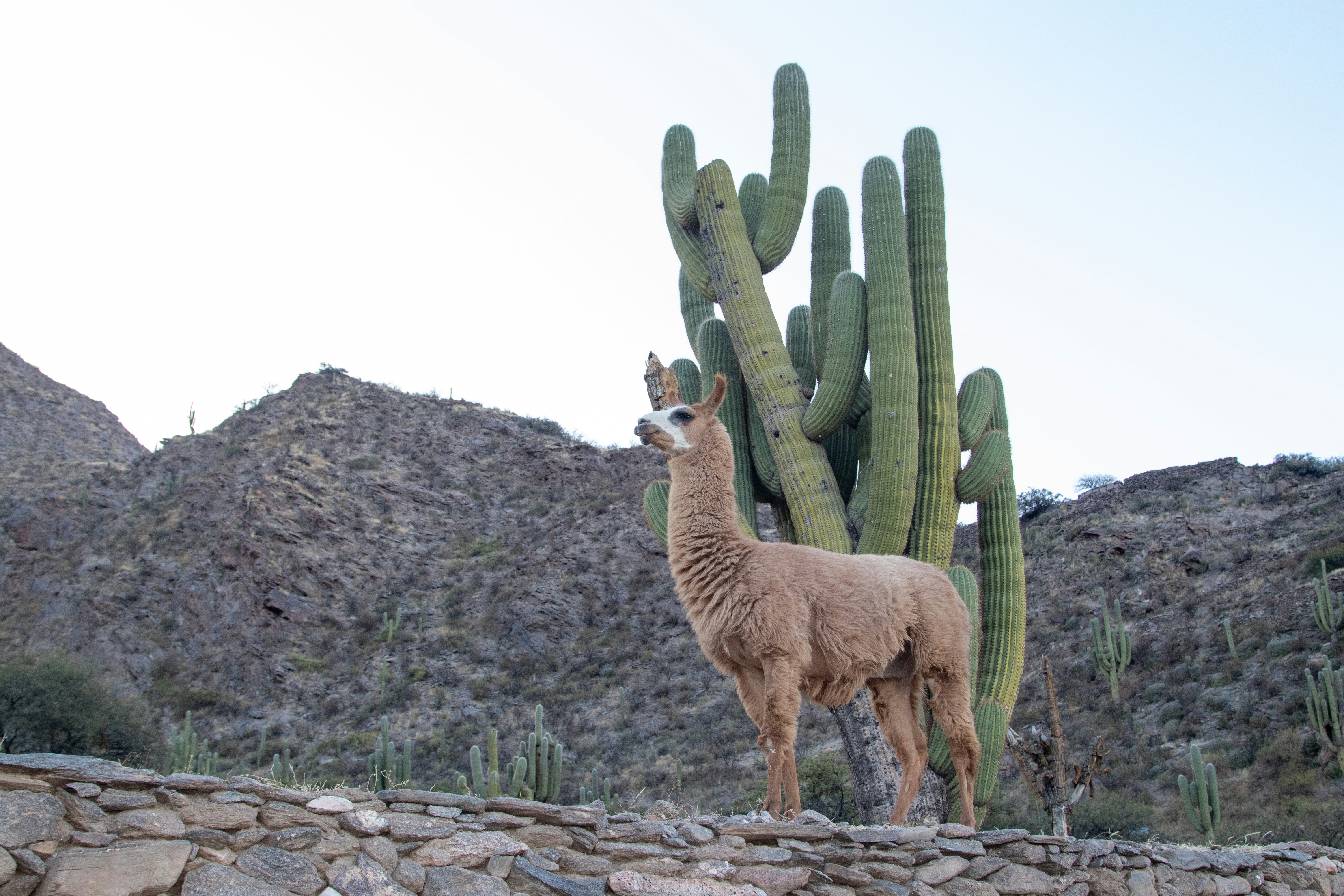 Llama in the Desert's Embrace