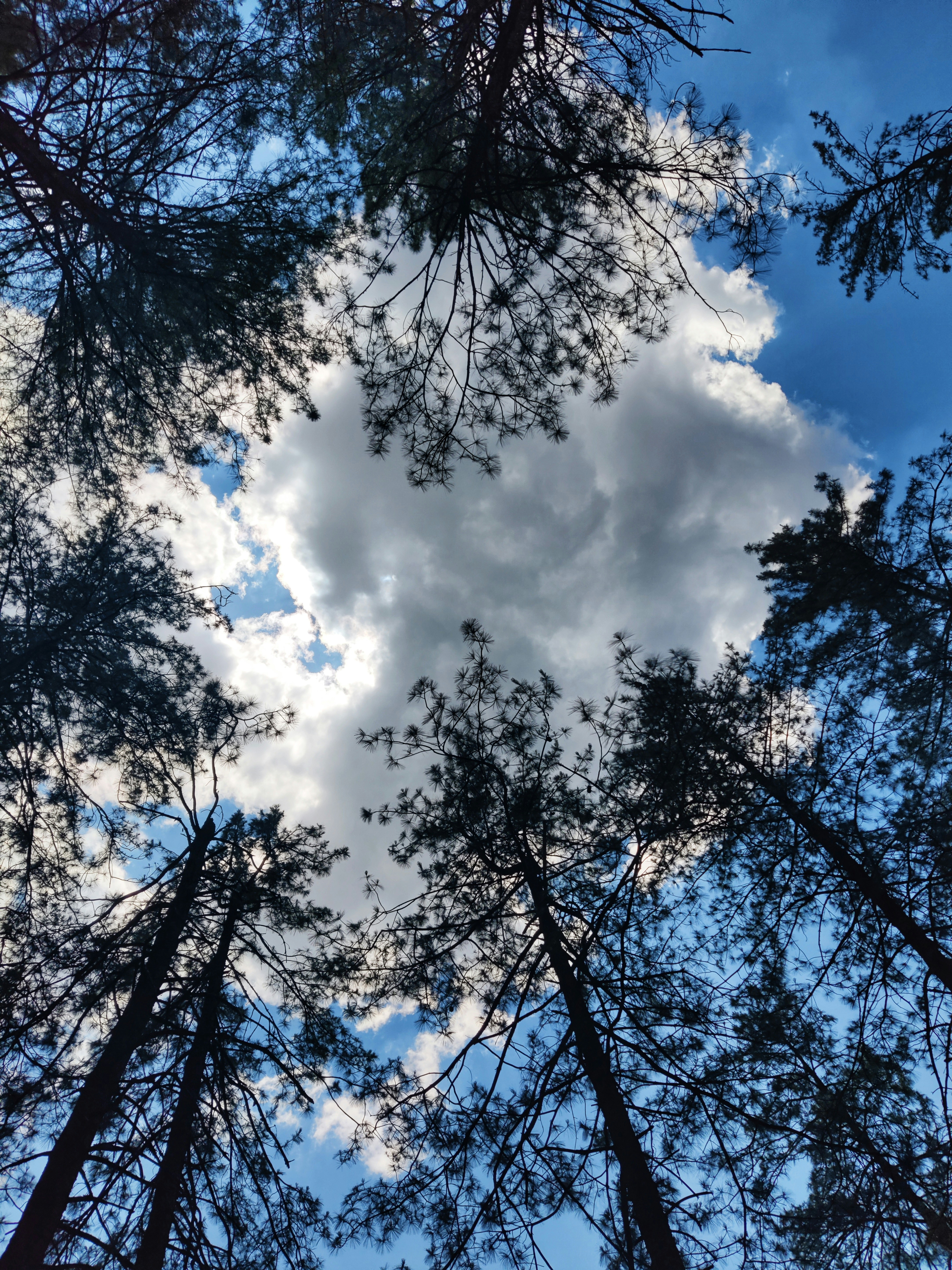 Looking up at trees and blue sky photo – Free Forest Image on Unsplash
