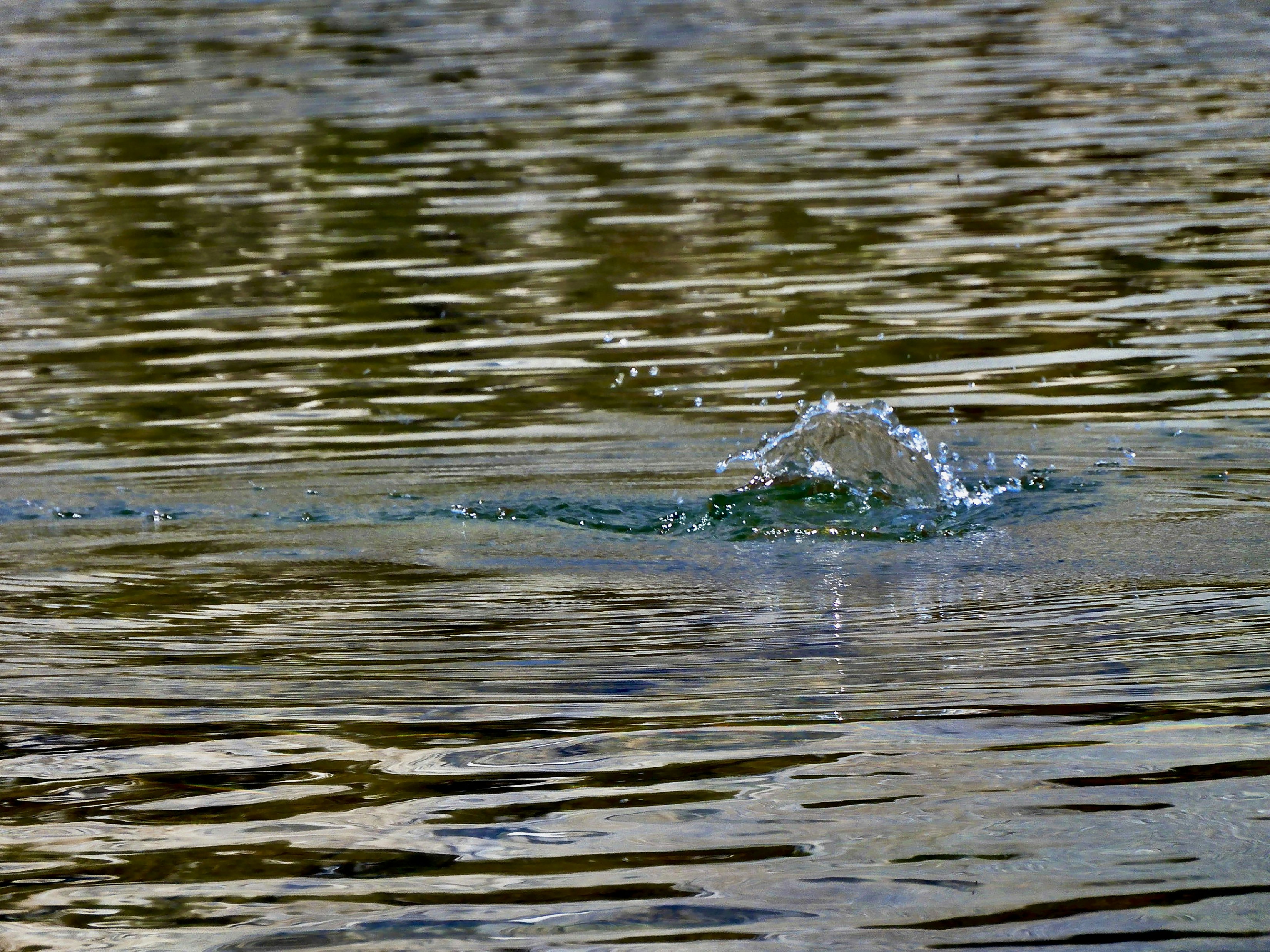 Water droplets create ripples on the surface of a tranquil pond, reflecting the surrounding environment. The scene captures a moment of interaction between water and air.