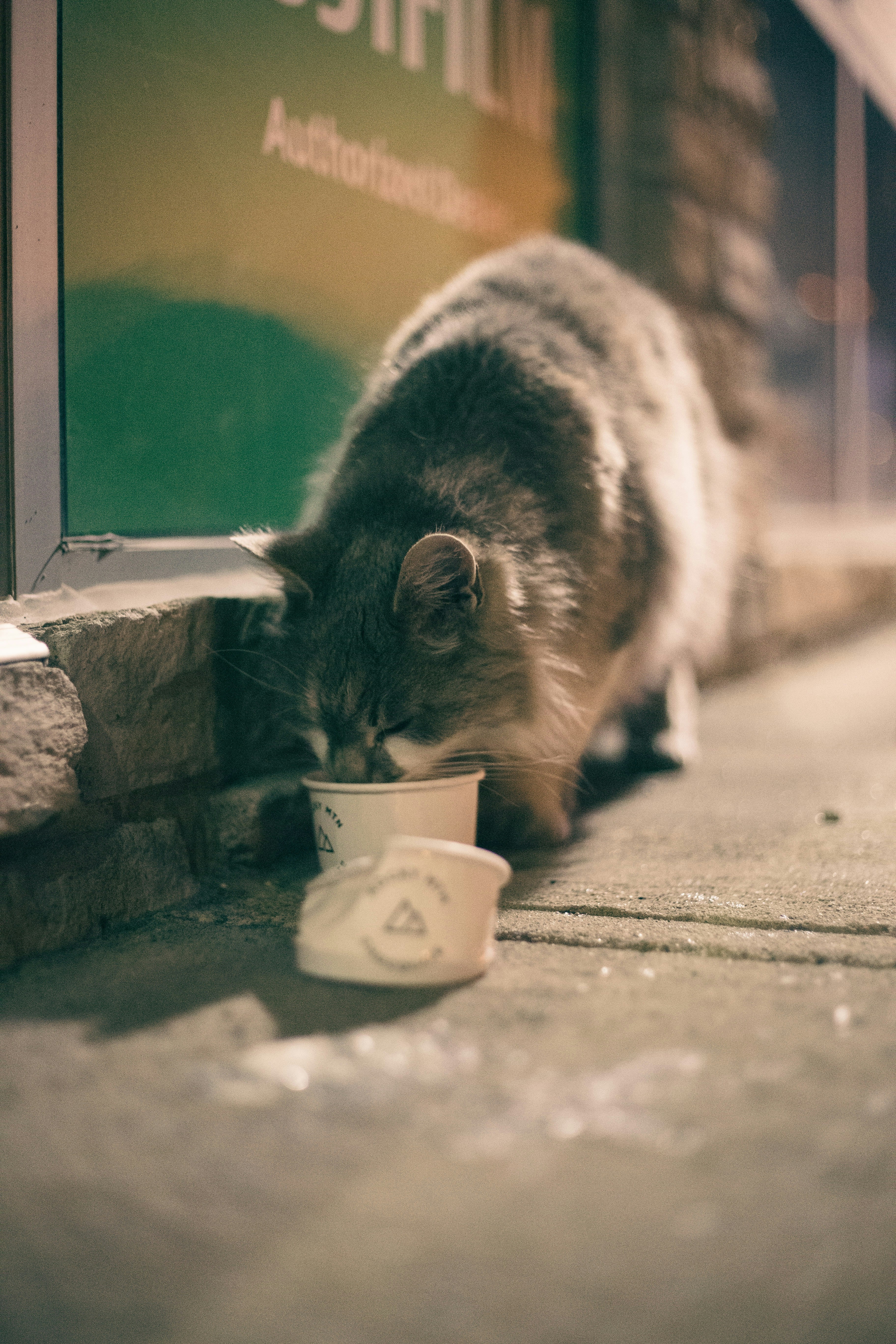 a cat drinking out of a cup