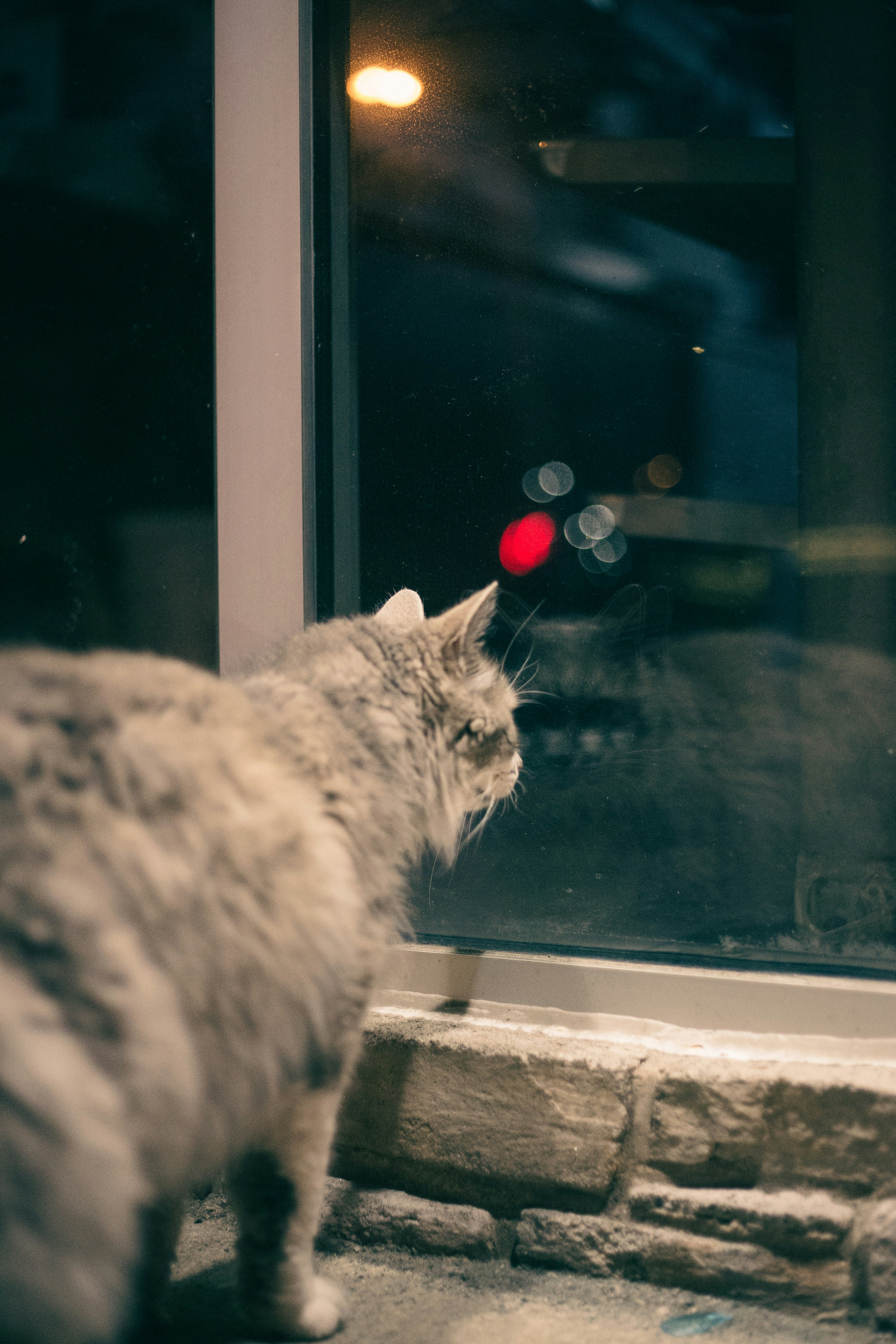 a cat walking on a sidewalk
