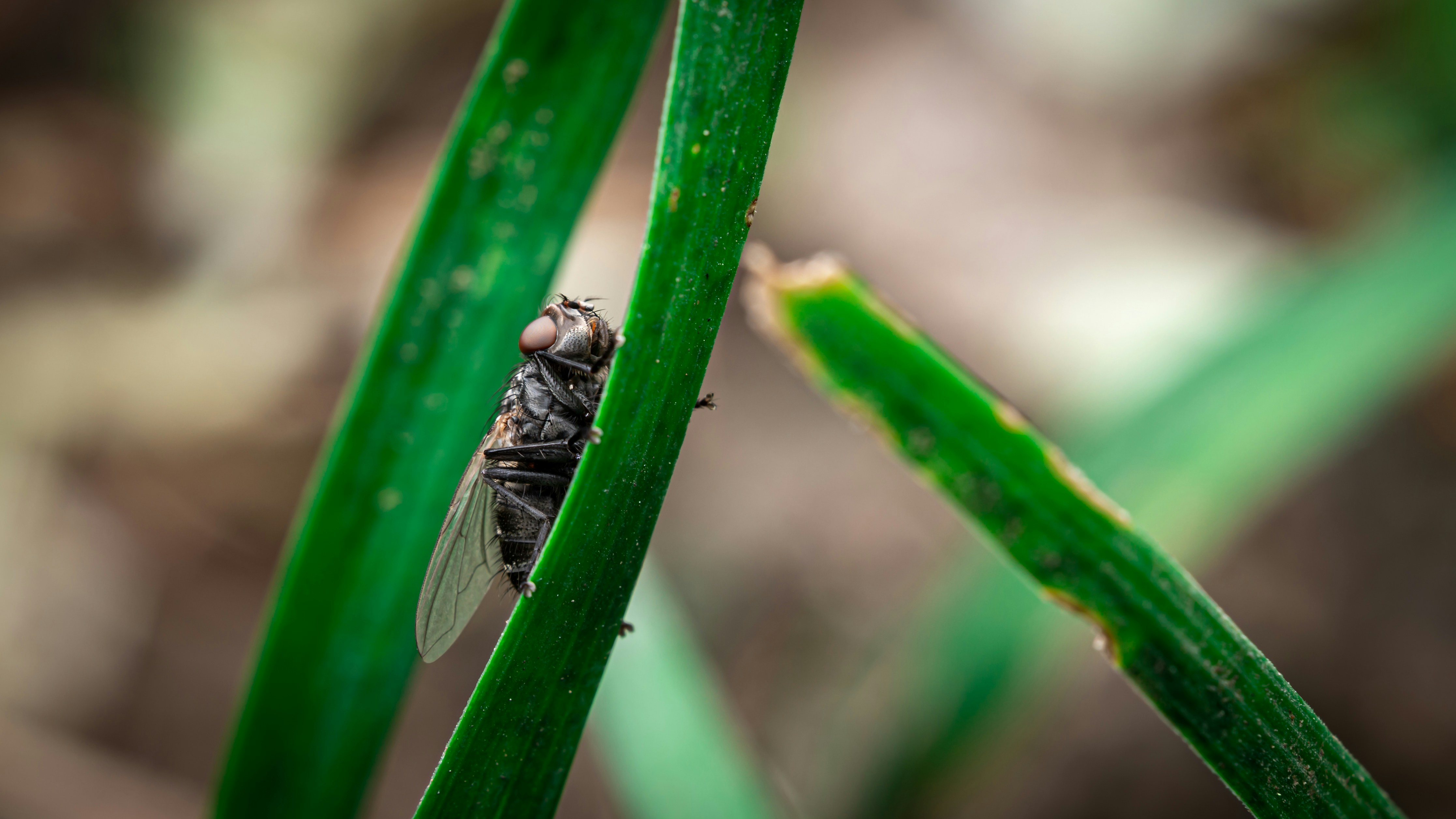 Perched Dragonfly on a Green Blade: A Close-Up Quiet Moment