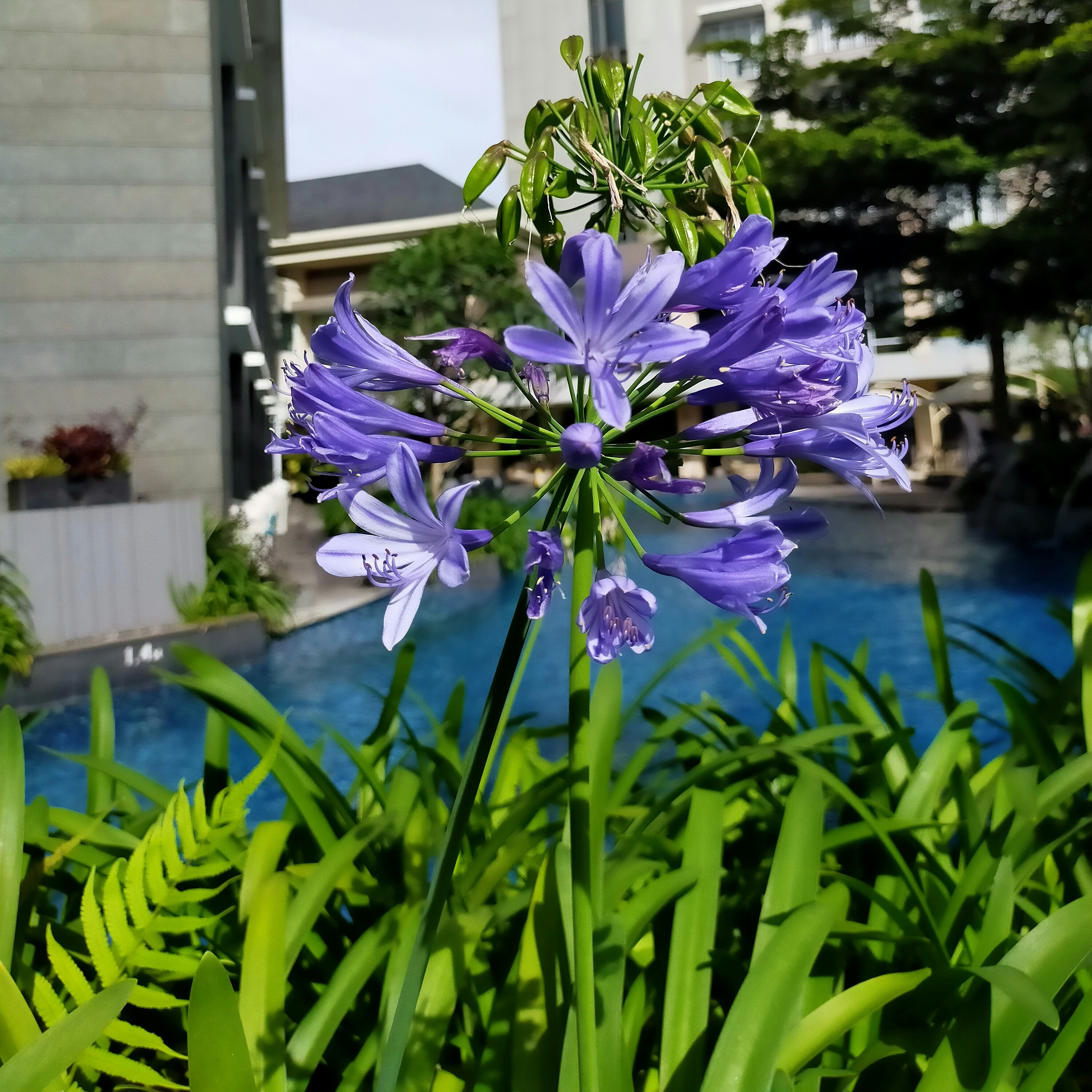 プールの横にある紫色の花のグループの写真 – Unsplashの無料バンドン写真