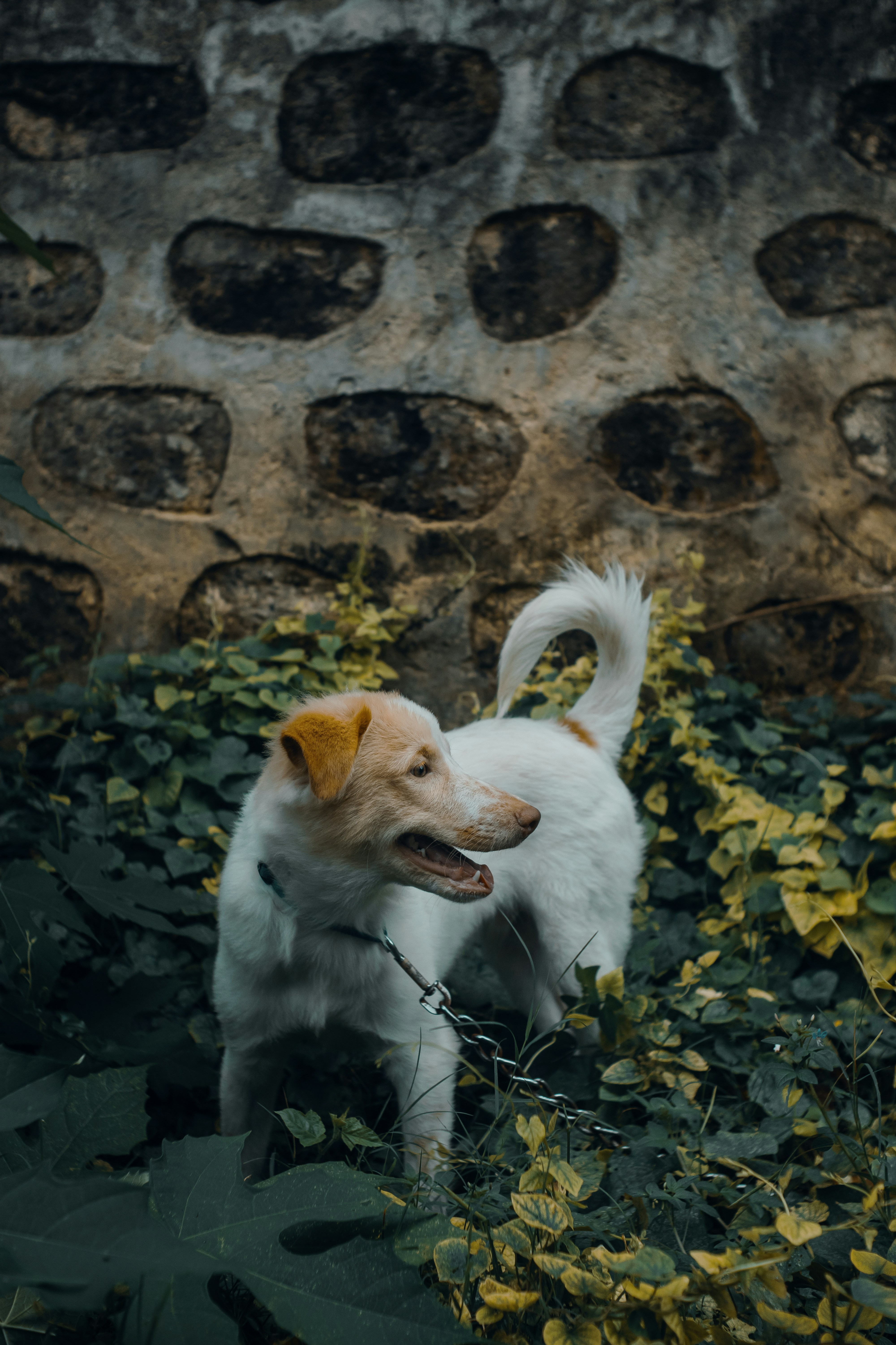 White Terrier Pauses Before a Weathered Stone Wall