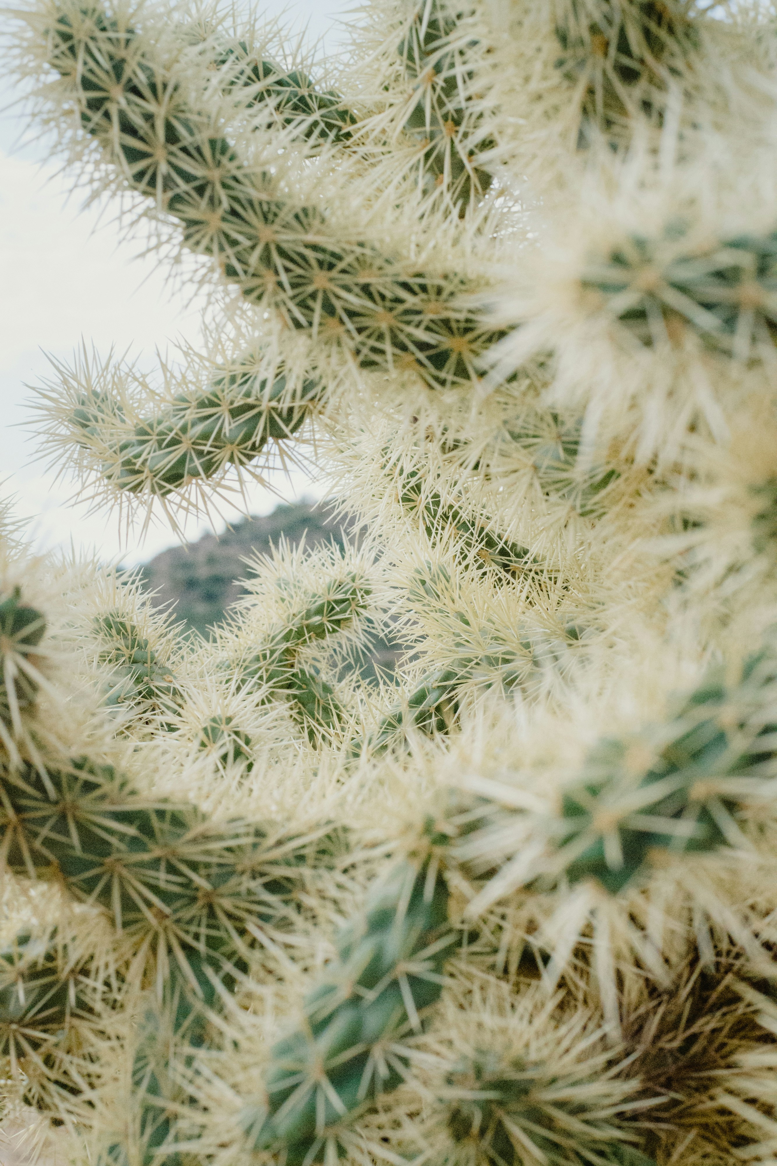 All-White Cathedral of Cacti: A Close-Up Desert Portrait