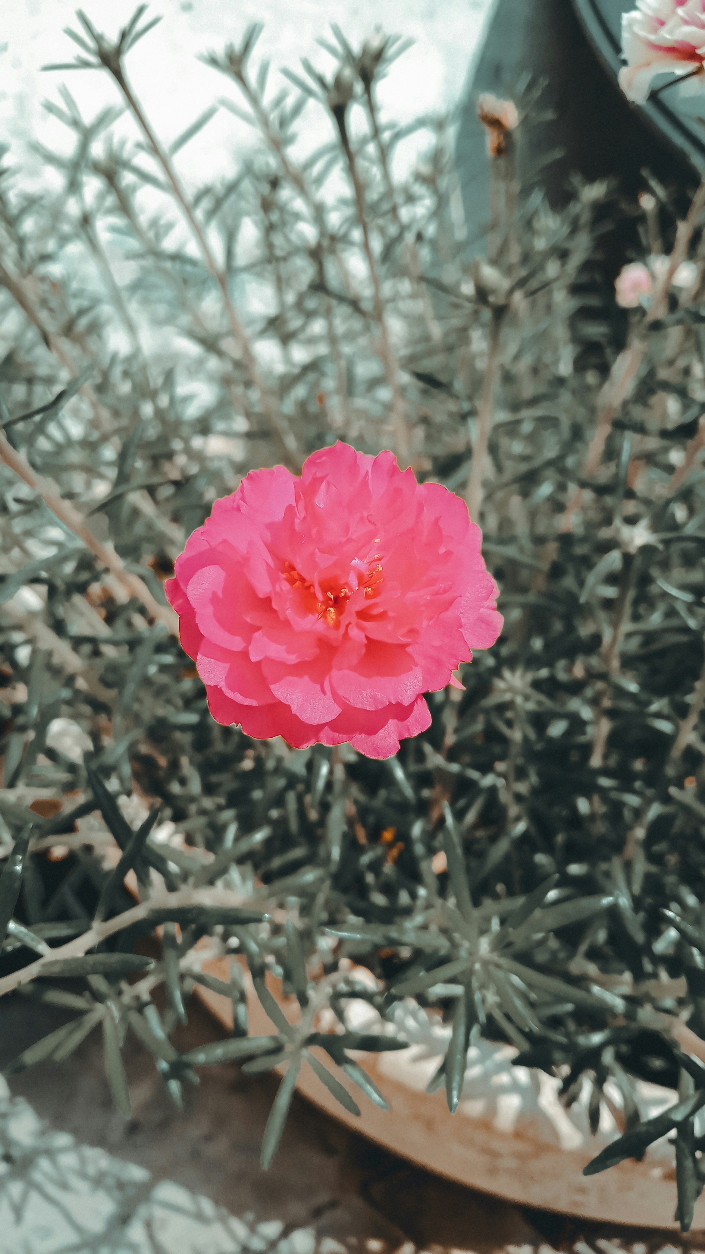 Sample photo from Oppo A54