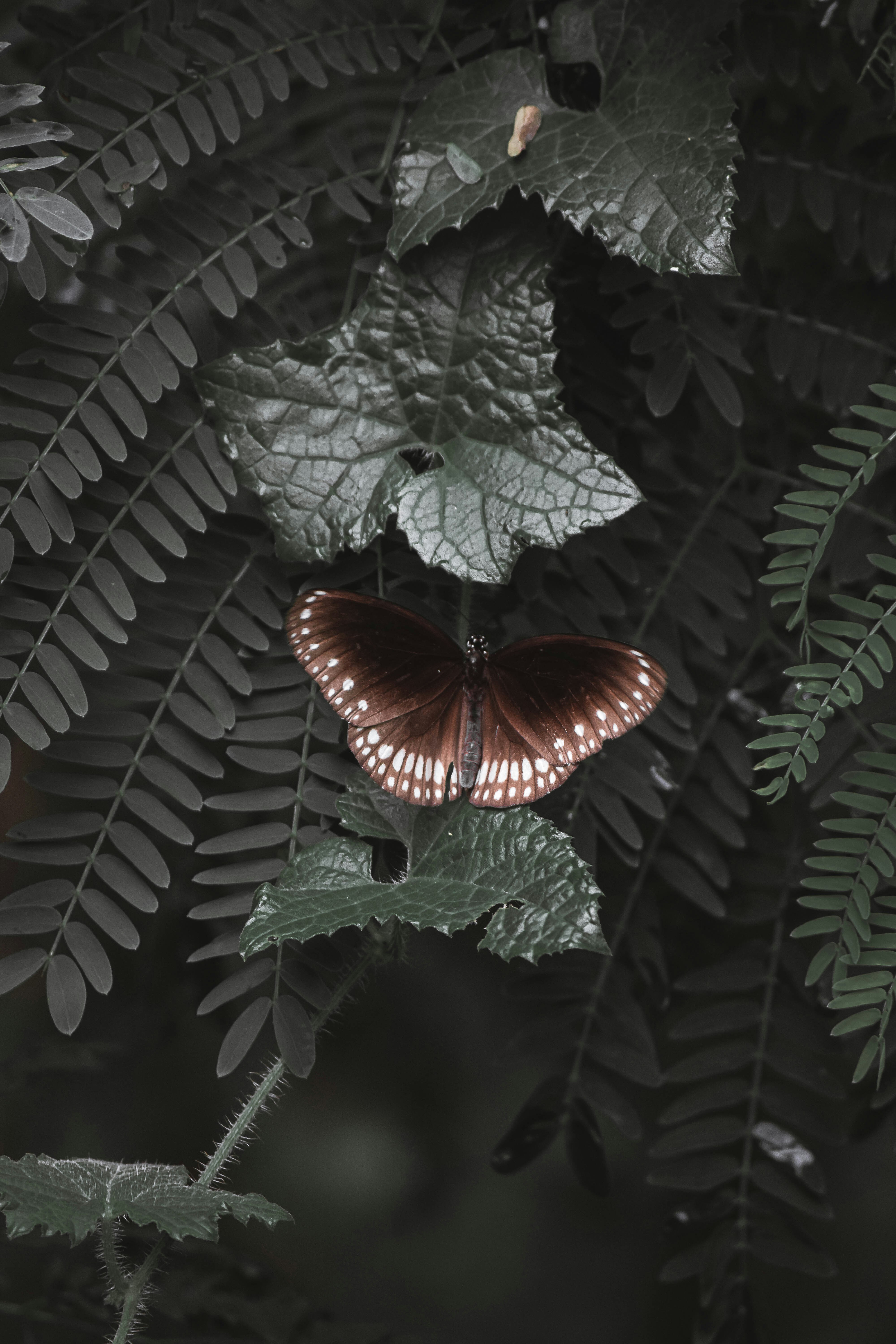 Butterflies are insects in the macrolepidopteran clade Rhopalocera from the order Lepidoptera, which also includes moths. Adult butterflies have large, often brightly coloured wings, and conspicuous, fluttering flight 🦋