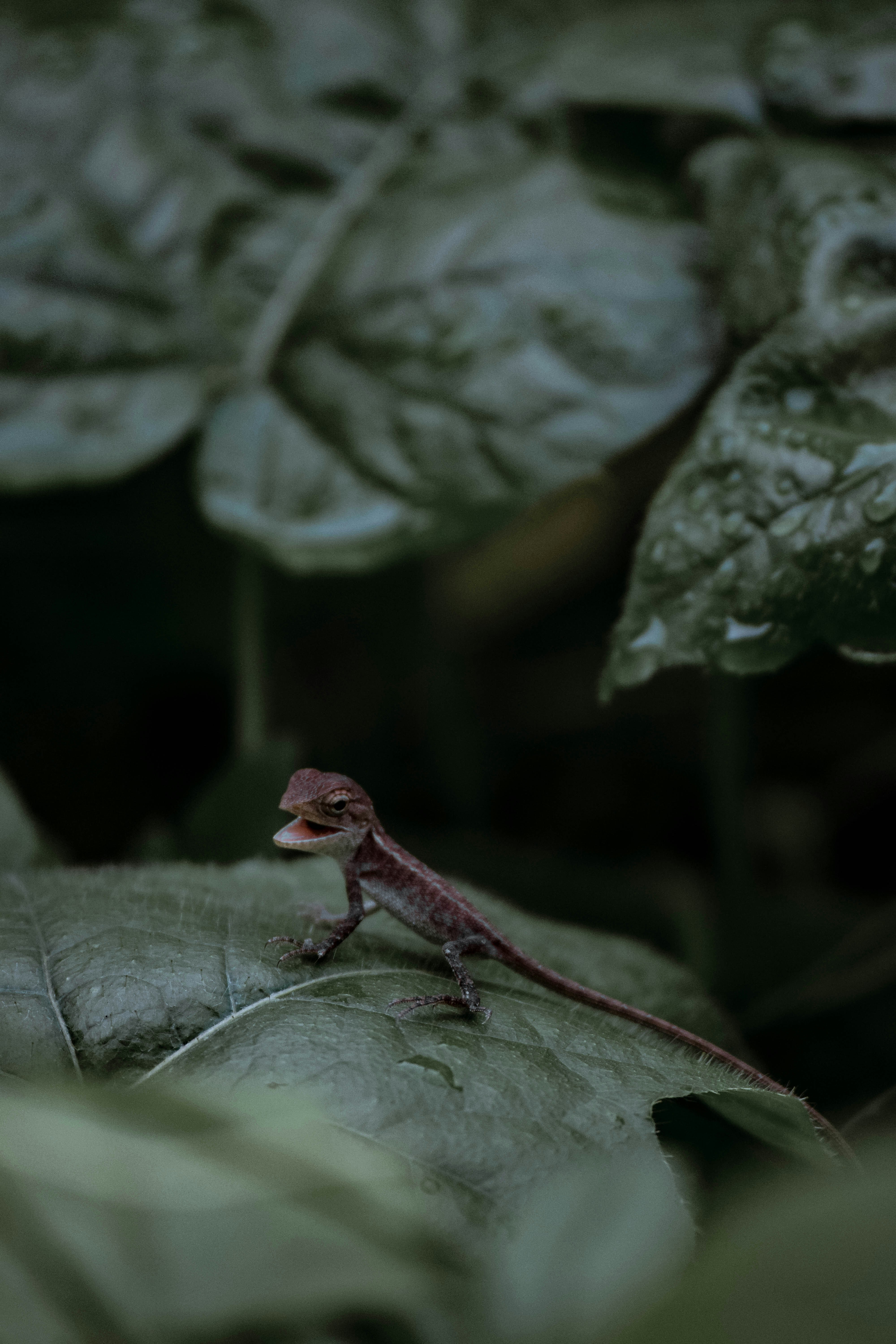 A lizard on a branch photo – Free Lizard eye Image on Unsplash