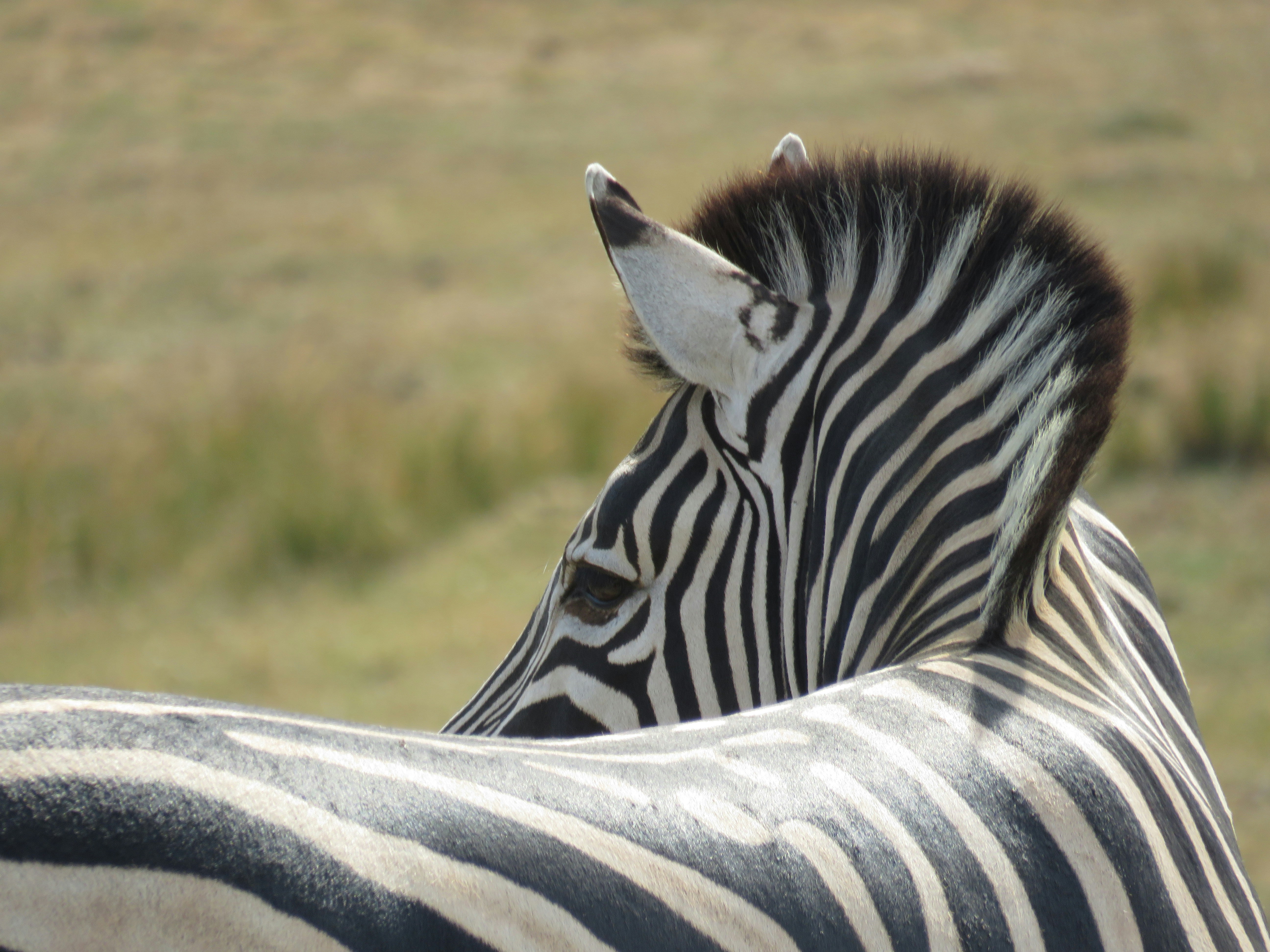 Zebra Head Profile