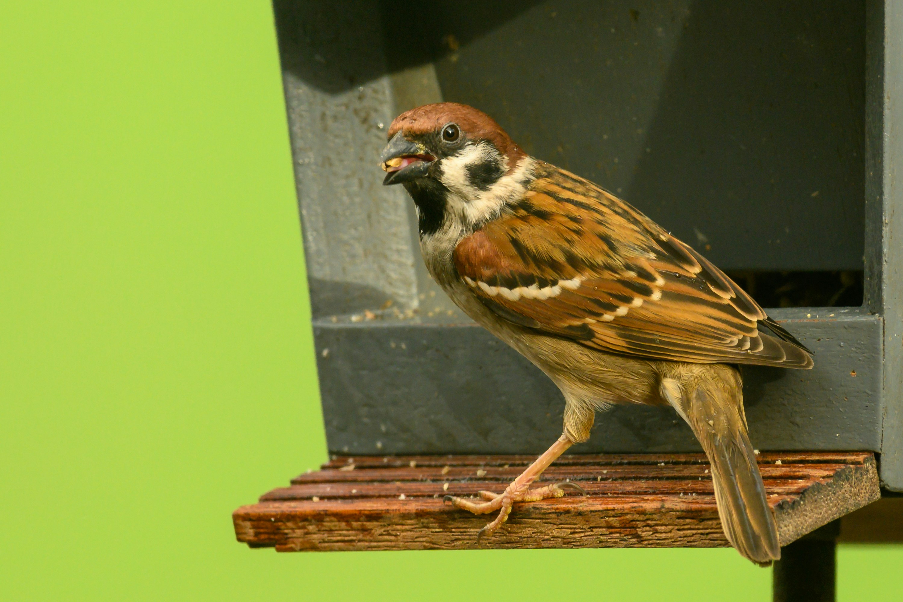 a bird standing on a branch