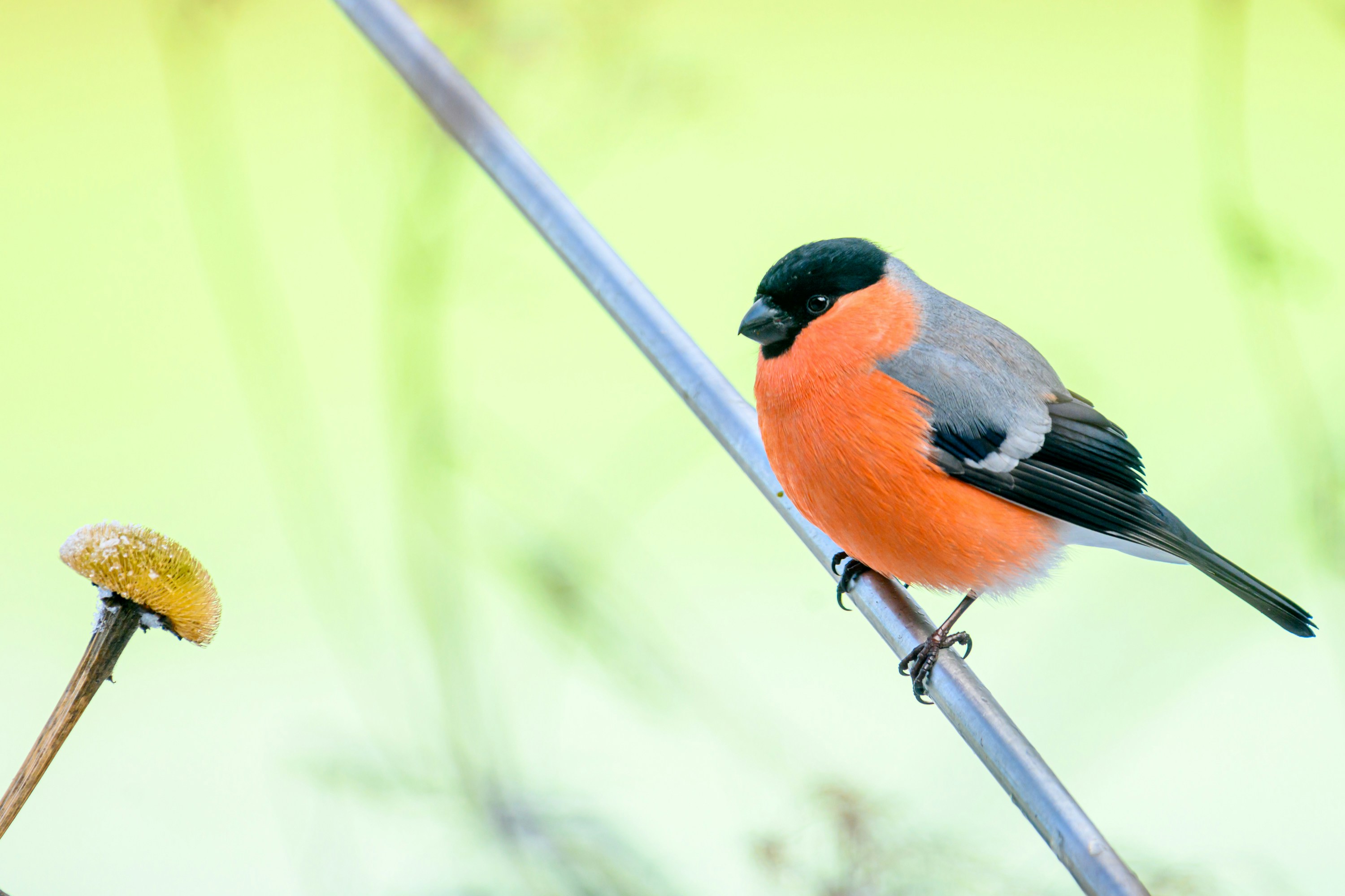 Scarlet Spotlight: Robin Perched on a Silver Stem