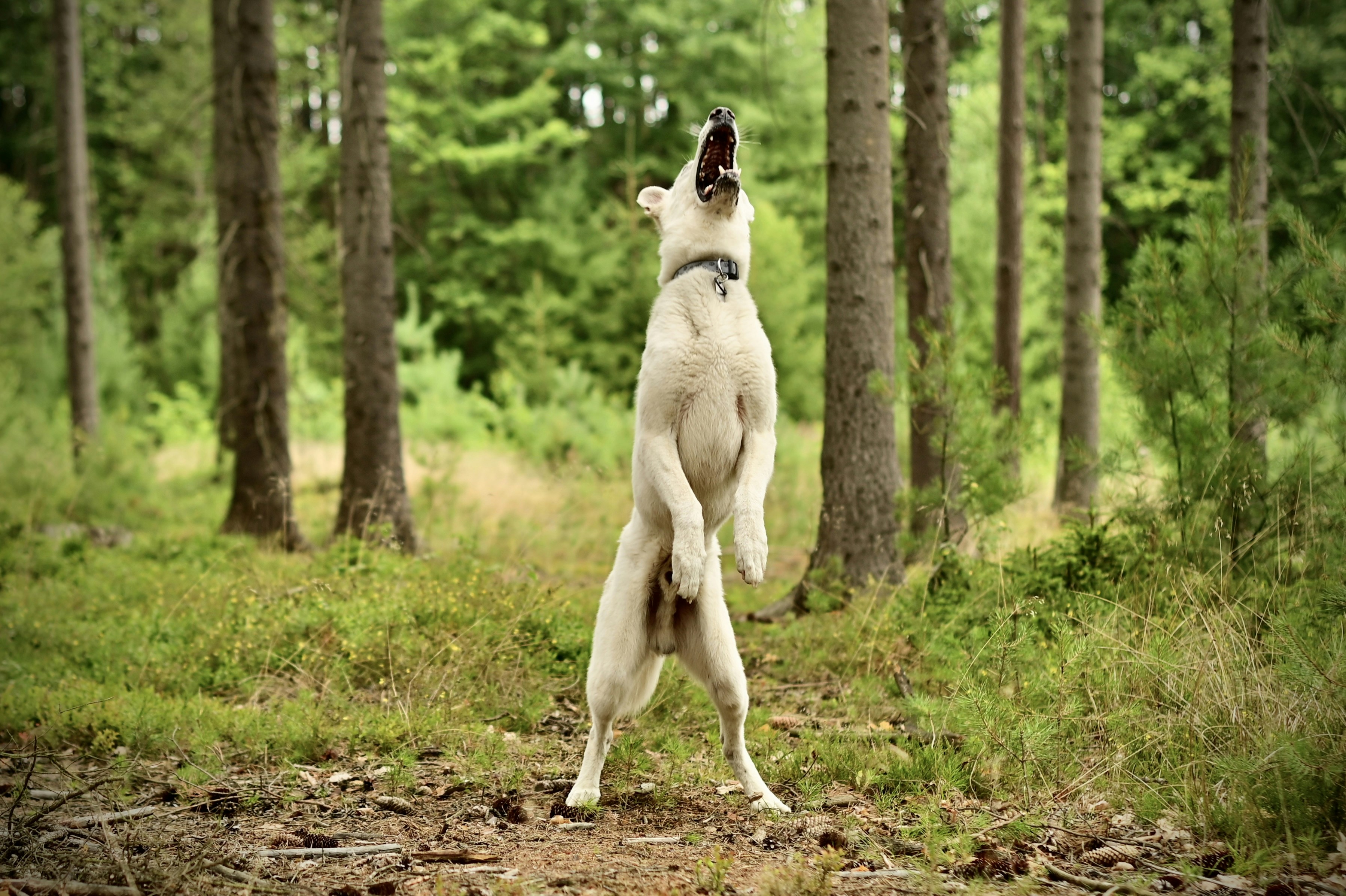 Pine-Grove Sentinel: A Canine Rises in a Sunlit Forest