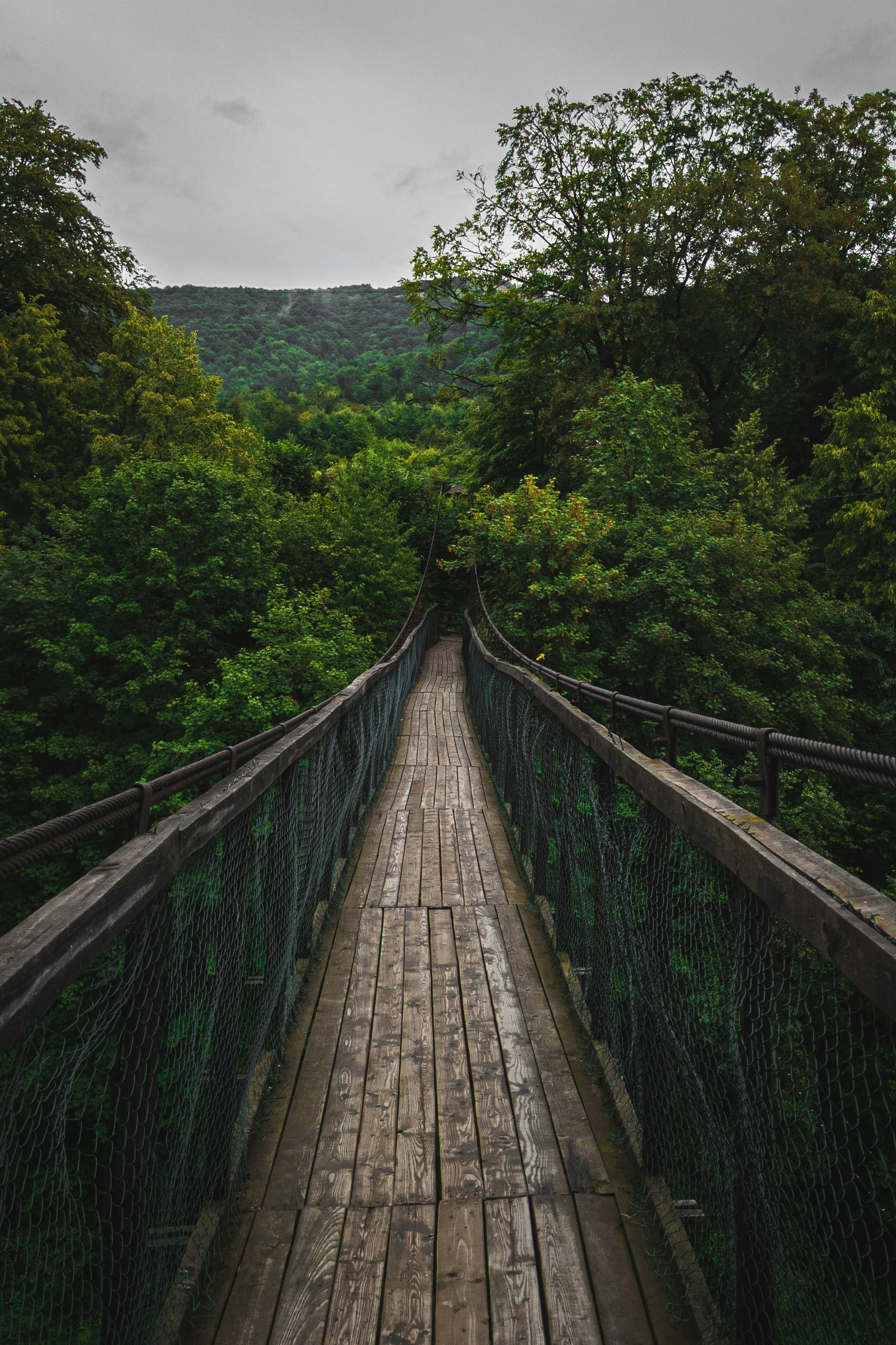 Suspension bridge leading through a lush green forest, inviting exploration into the depths of nature.