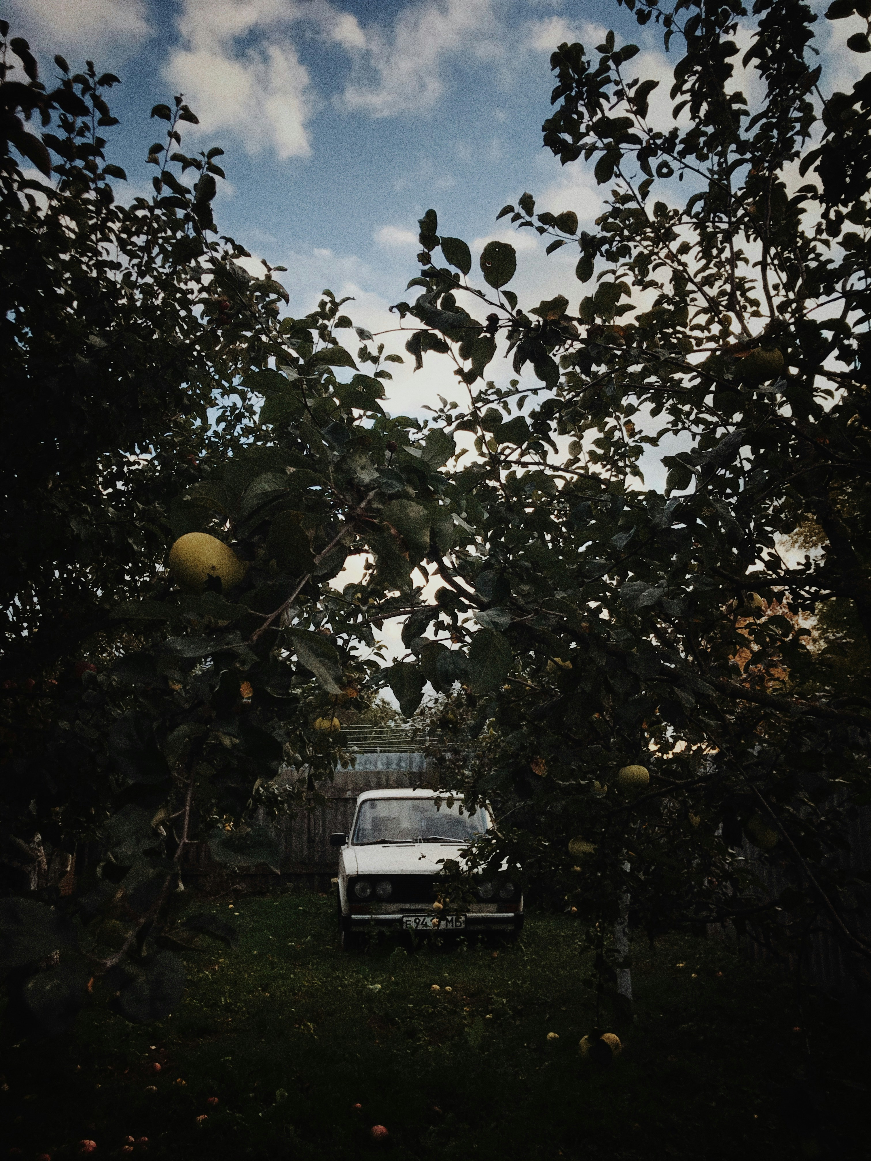 White Vintage Sedan Peeking Through an Apple-Tree Canopy