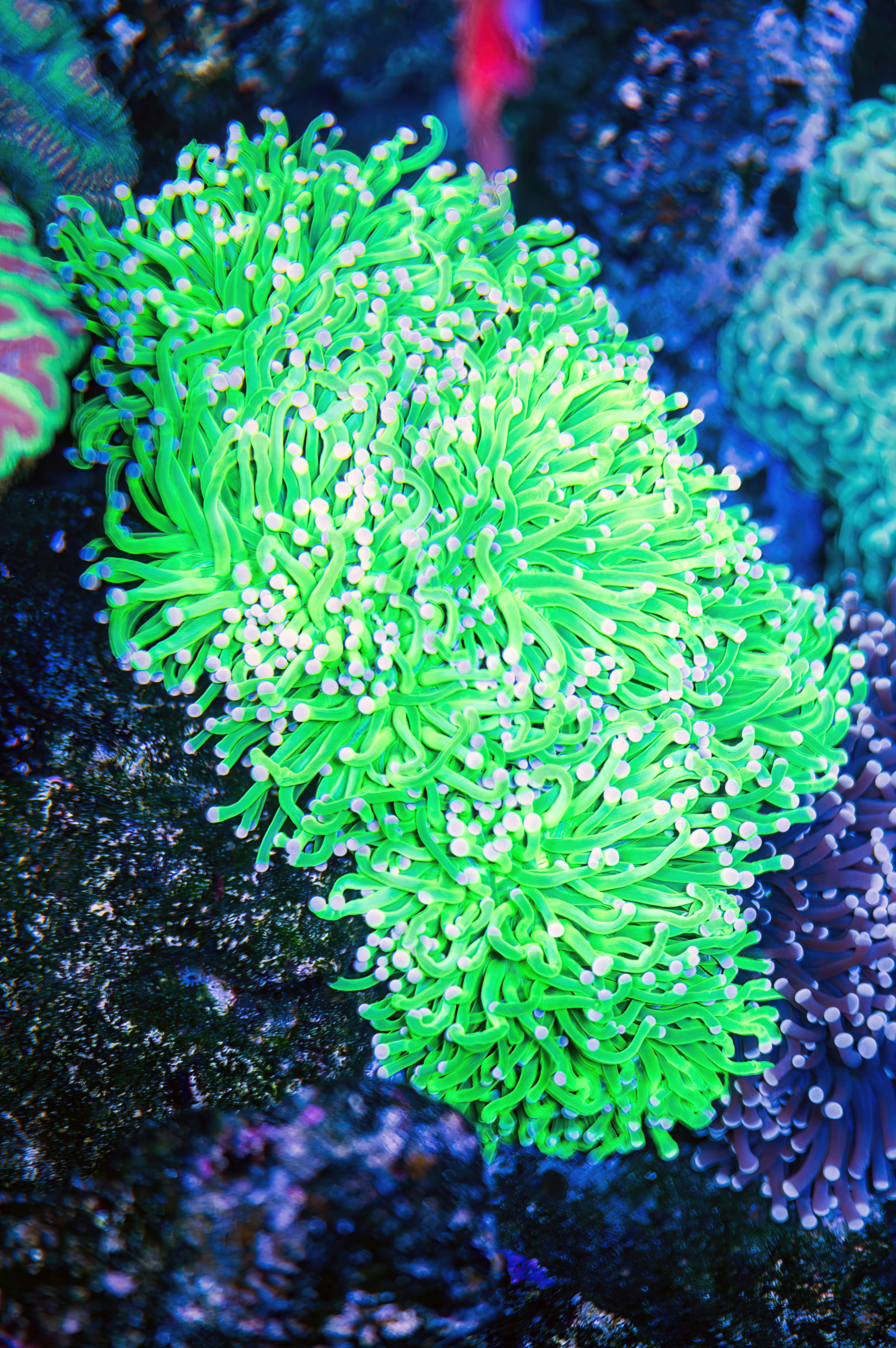 Foto Un primer plano de una planta – Imagen Acuario de mojones gratis ...