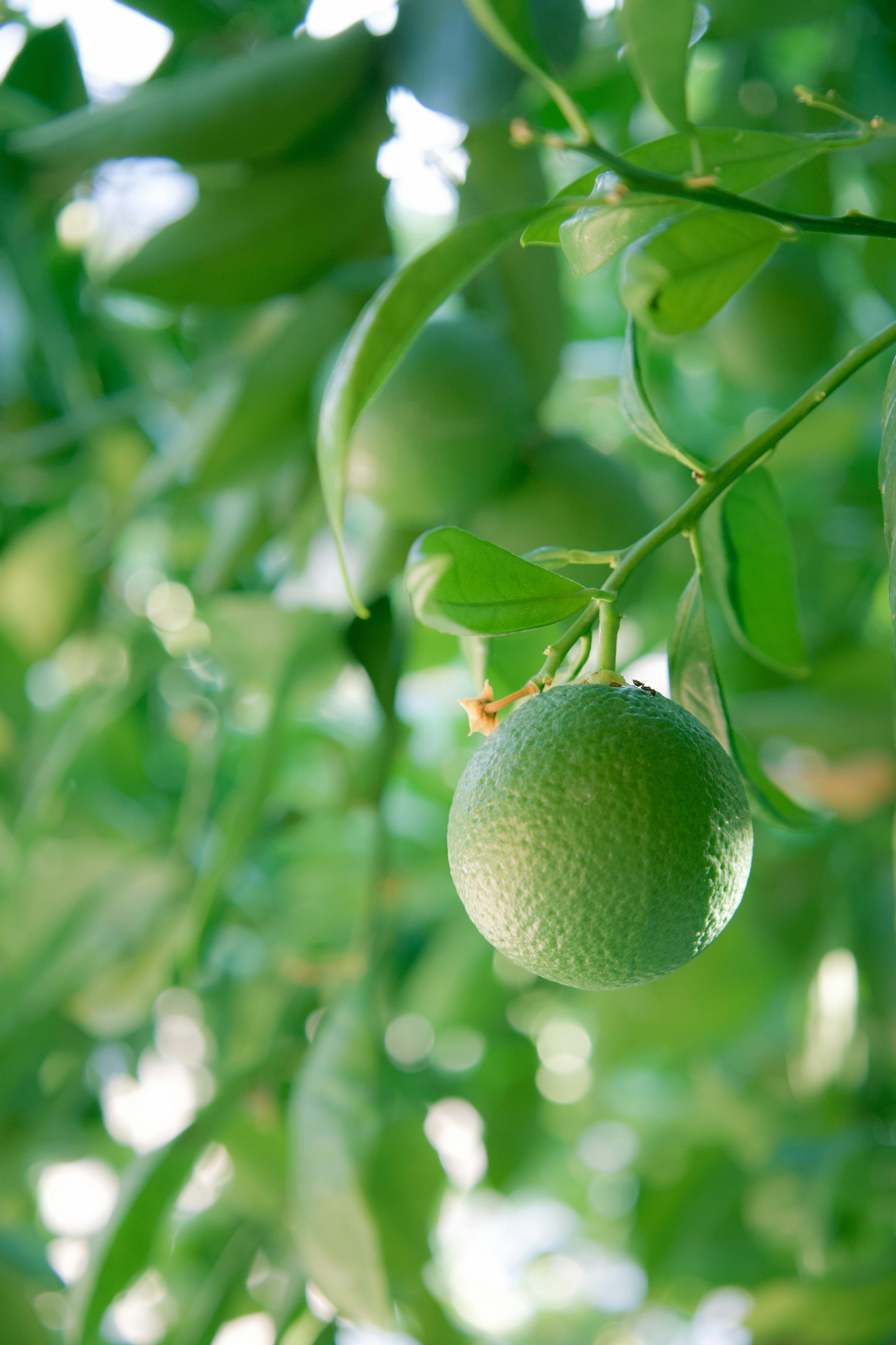 Lime Tree Pictures | Download Free Images on Unsplash