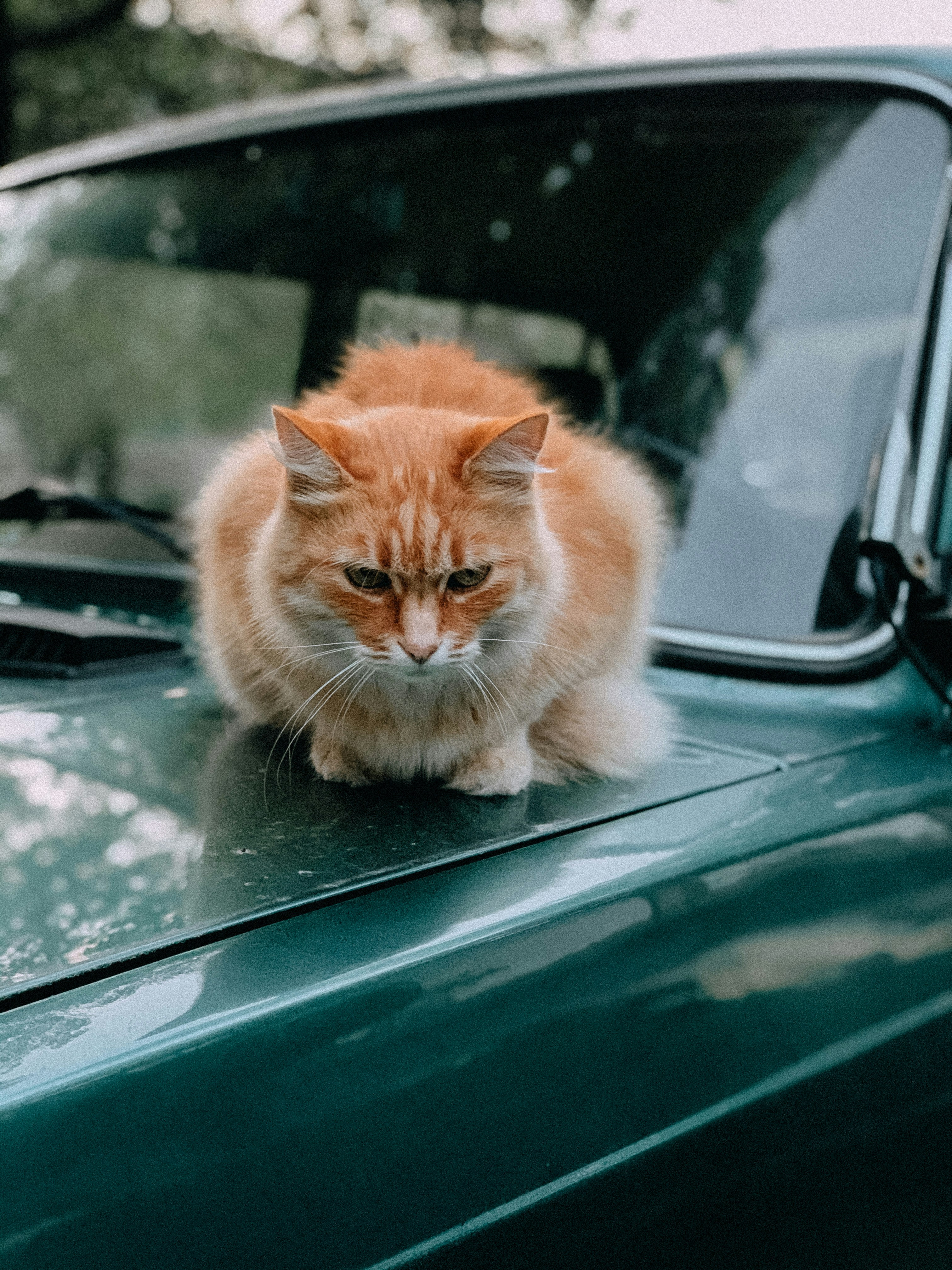 red cat sitting on a green old car