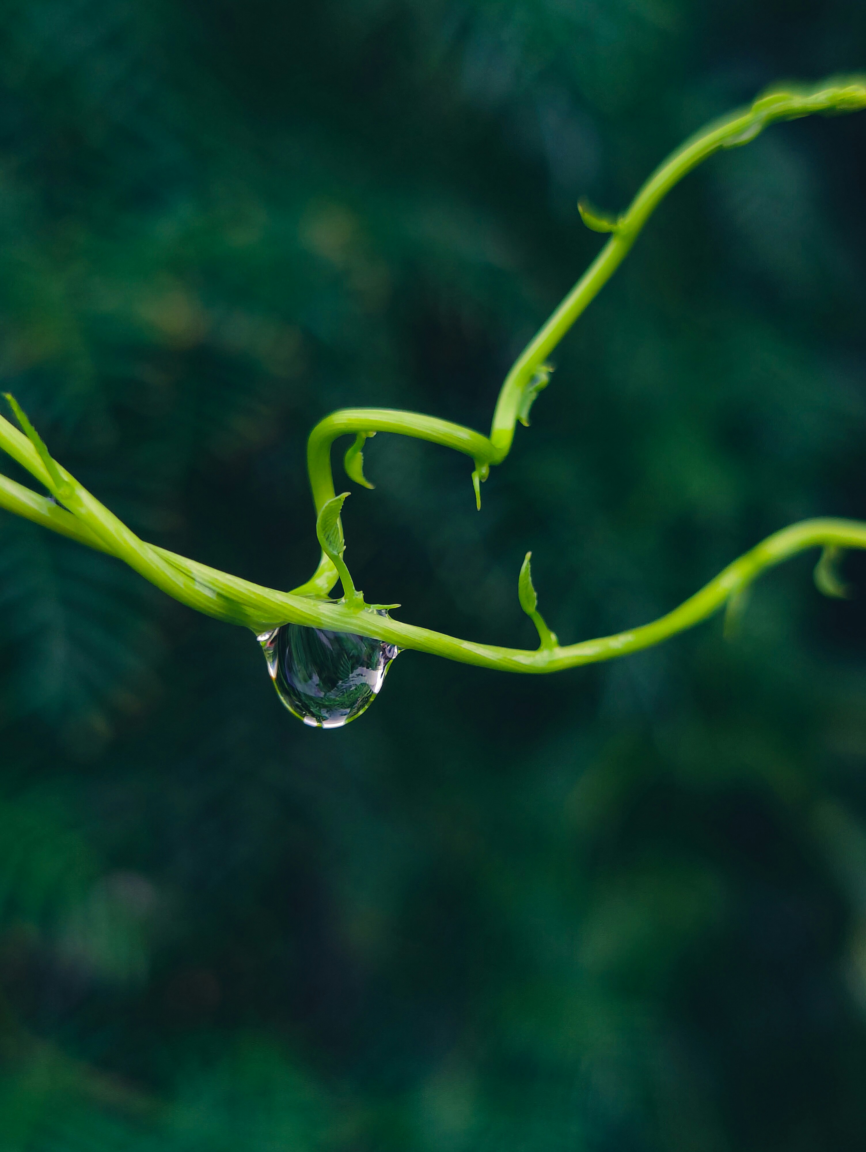 Foto Laba-laba di atas daun – Gambar Hujan Gratis di Unsplash