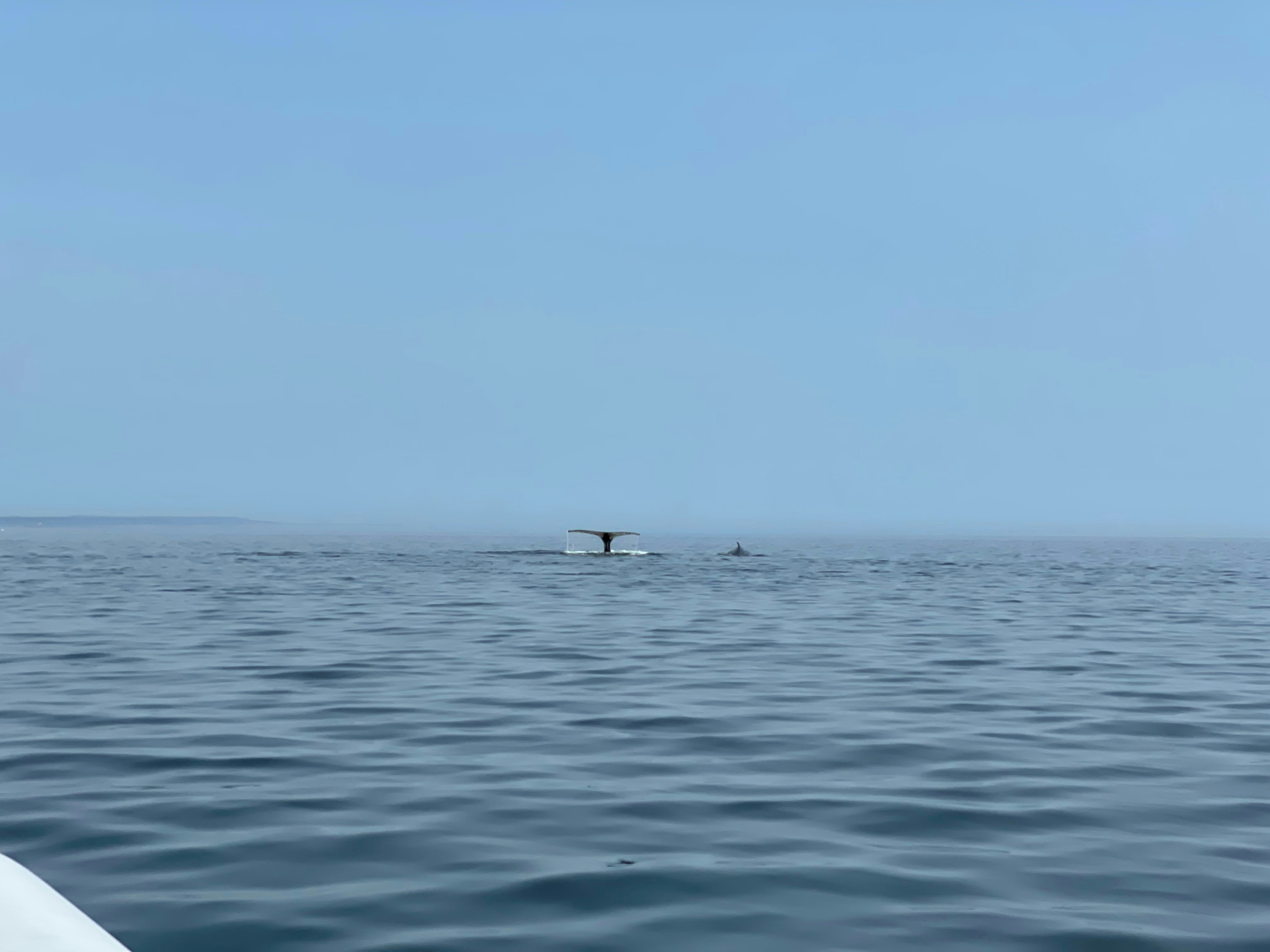 A dolphin gracefully swims alongside a whale, creating ripples in the calm ocean waters under a clear blue sky.