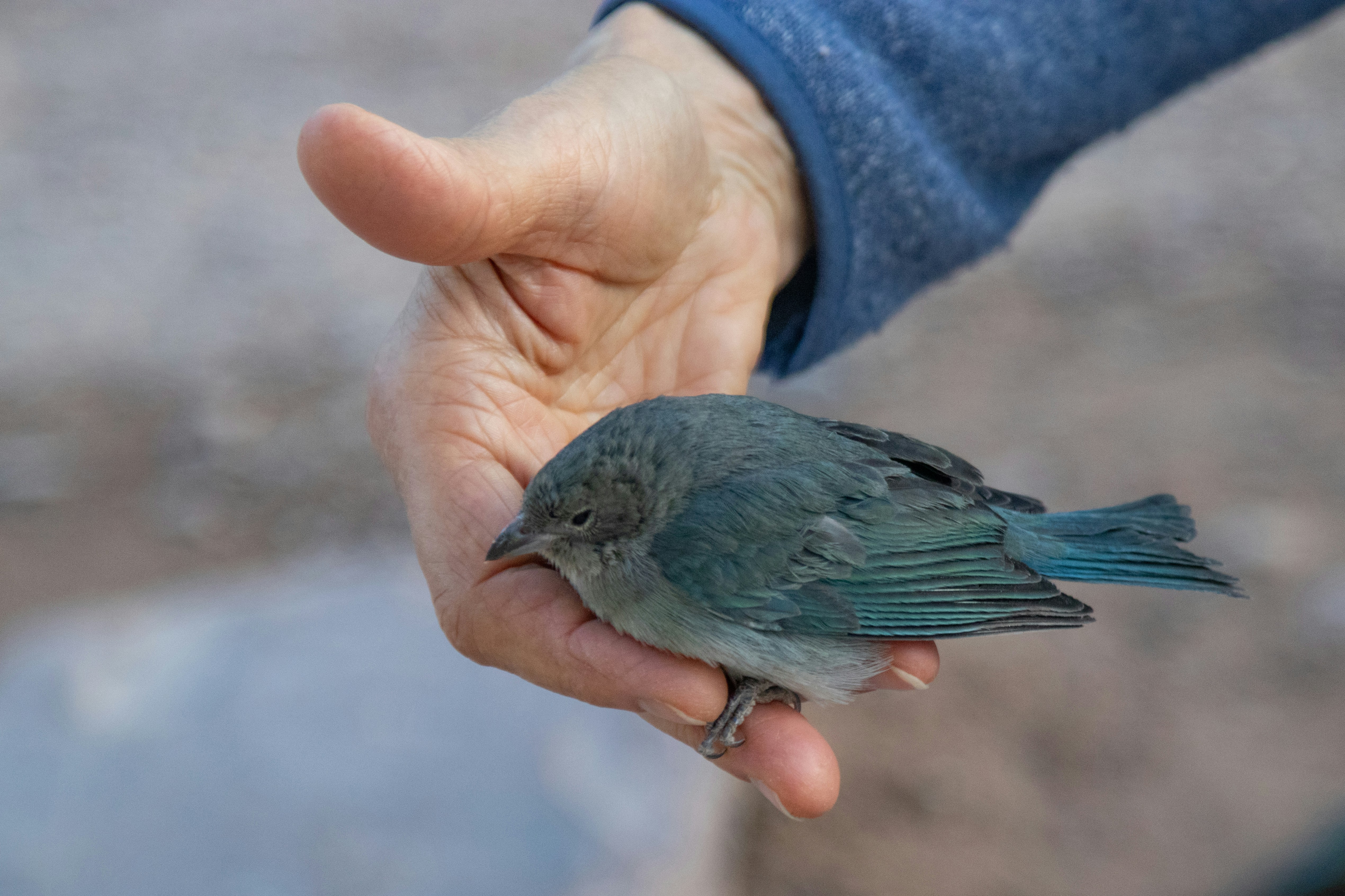 A Tiny Blue Songbird Resting in a Gentle Hand