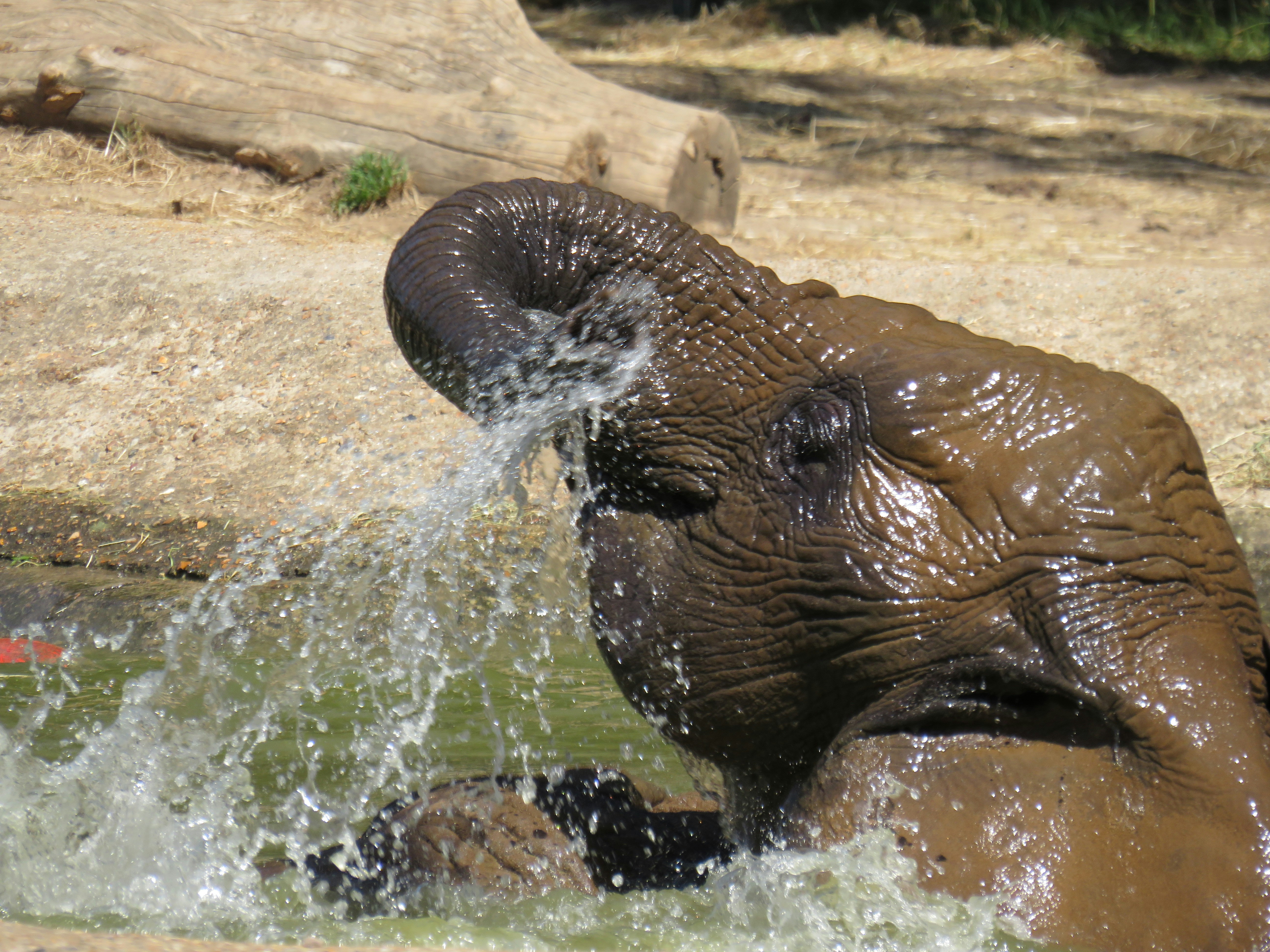 Elephant Sprays Water in a Dusty Waterhole
