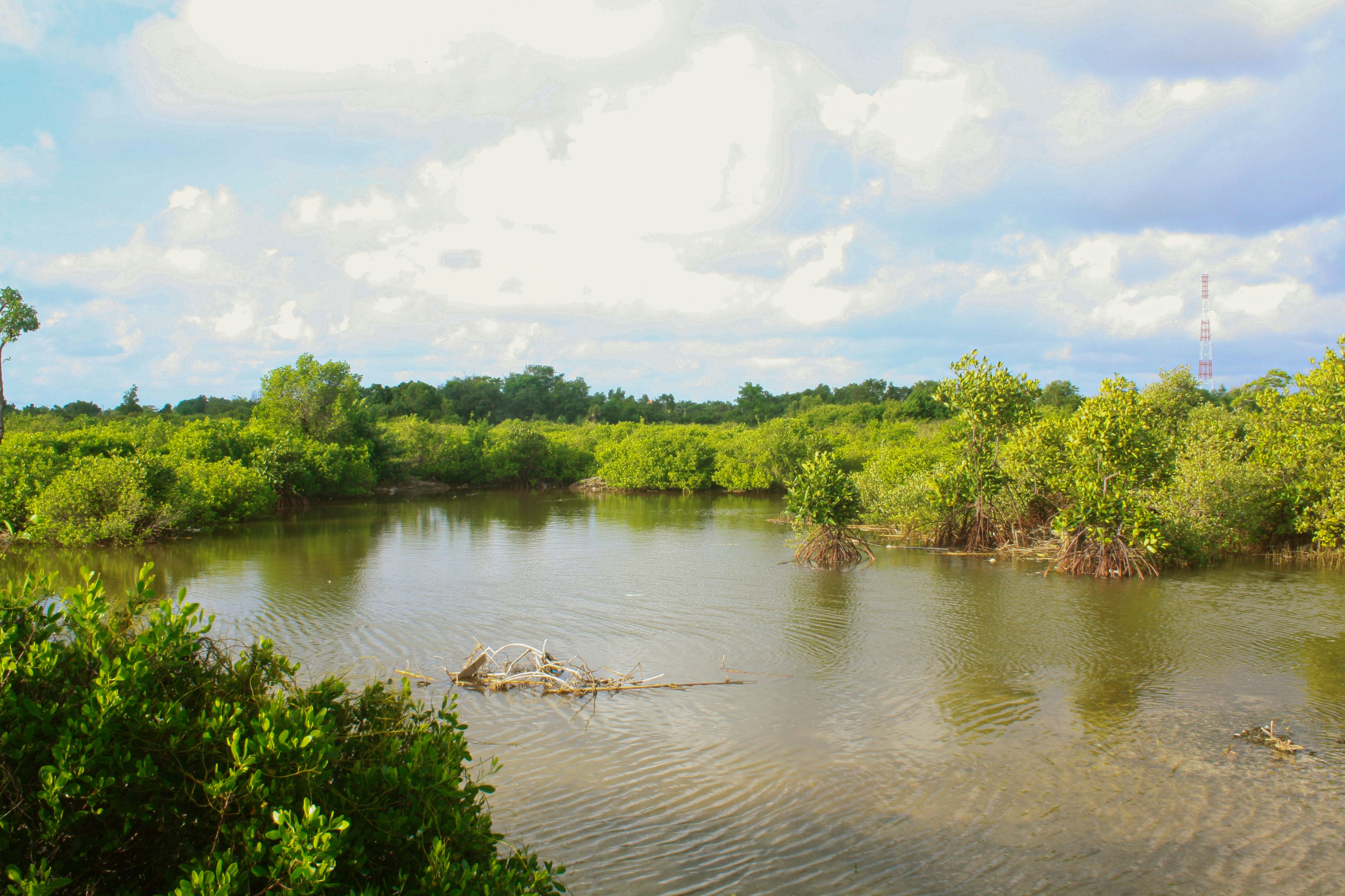 Lush mangroves surround a tranquil waterway under a cloudy sky, reflecting the vibrant green landscape. A distant tower hints at human presence.