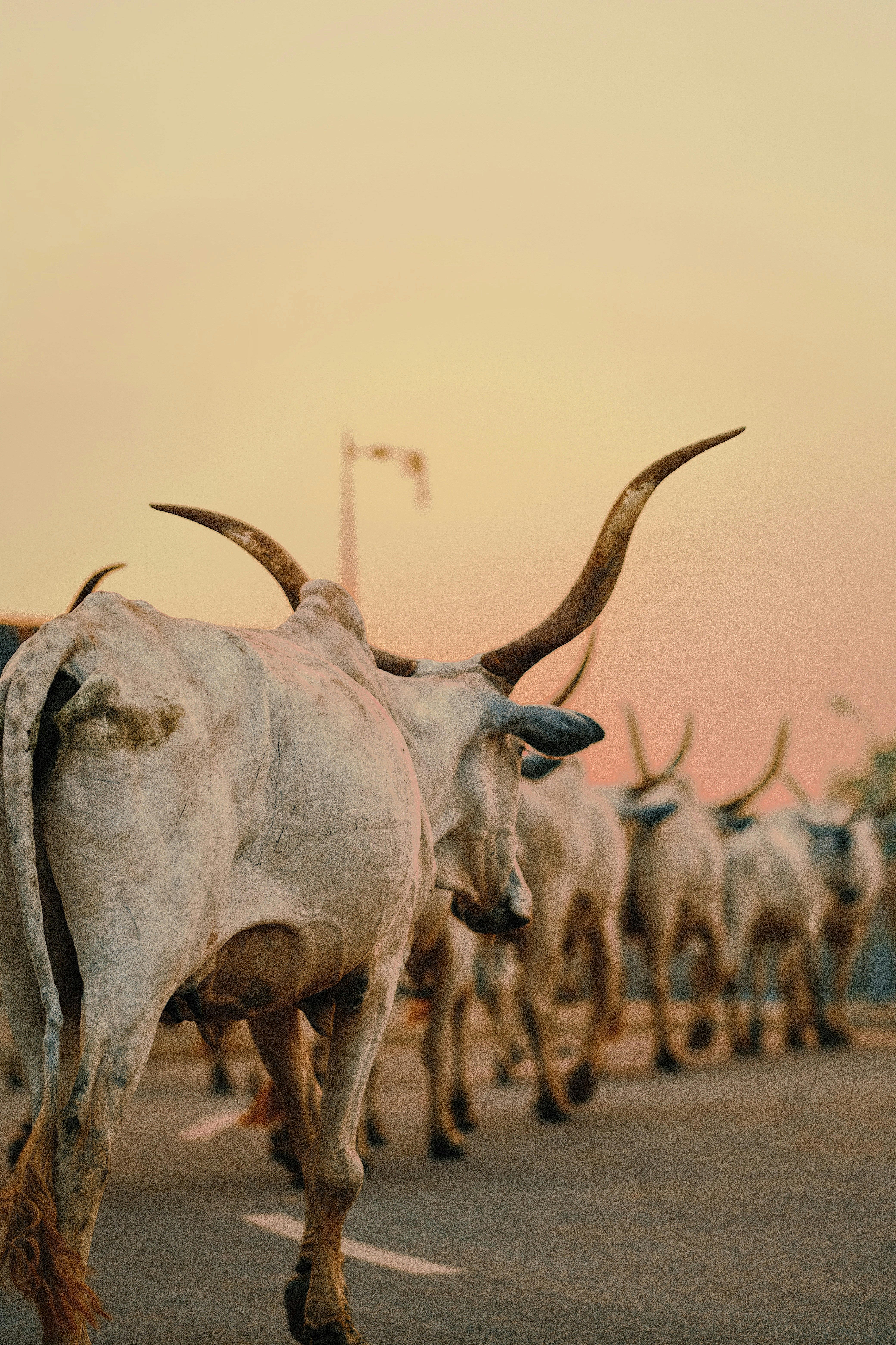 Horns and Horizon: A Quiet Herd Traces the Sunset Road